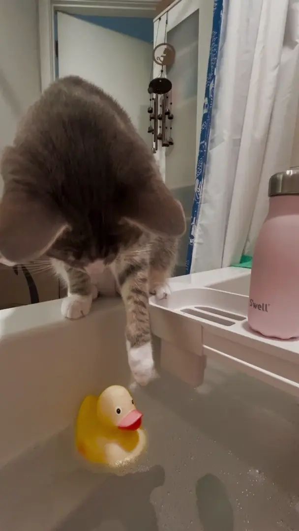 Tubby Taps | Scrolller