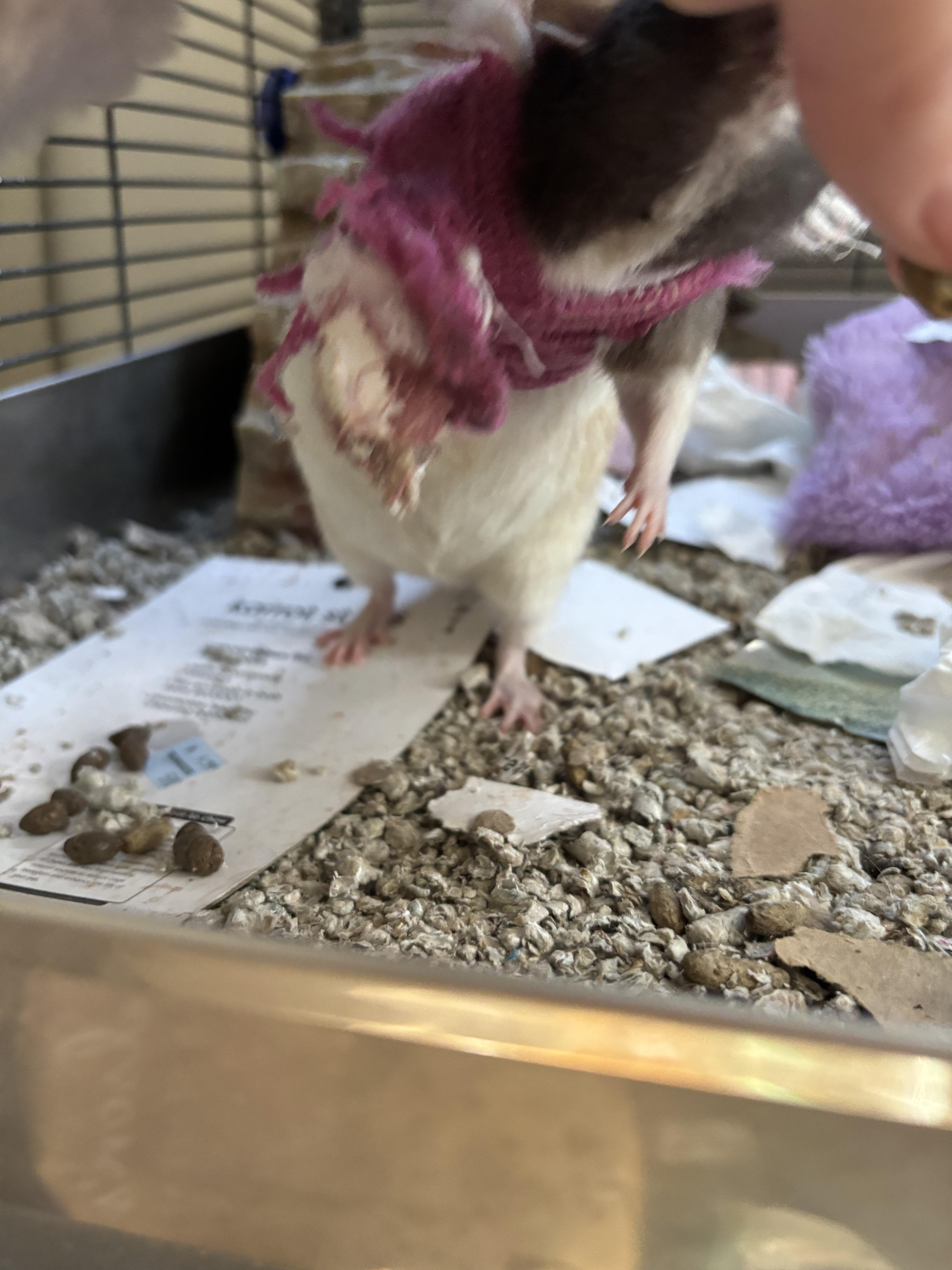 Stella Update 3: VILLAINS!!! | Scrolller