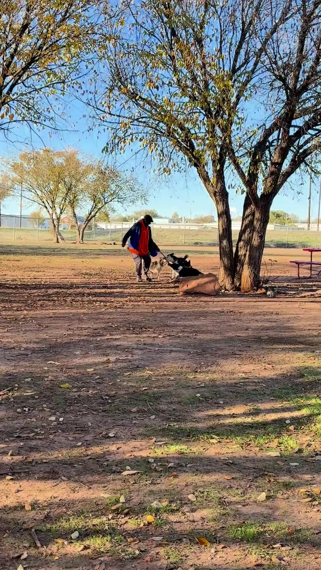 Discover more like Corgi: Tug of Corgi and Related Content | Scrolller