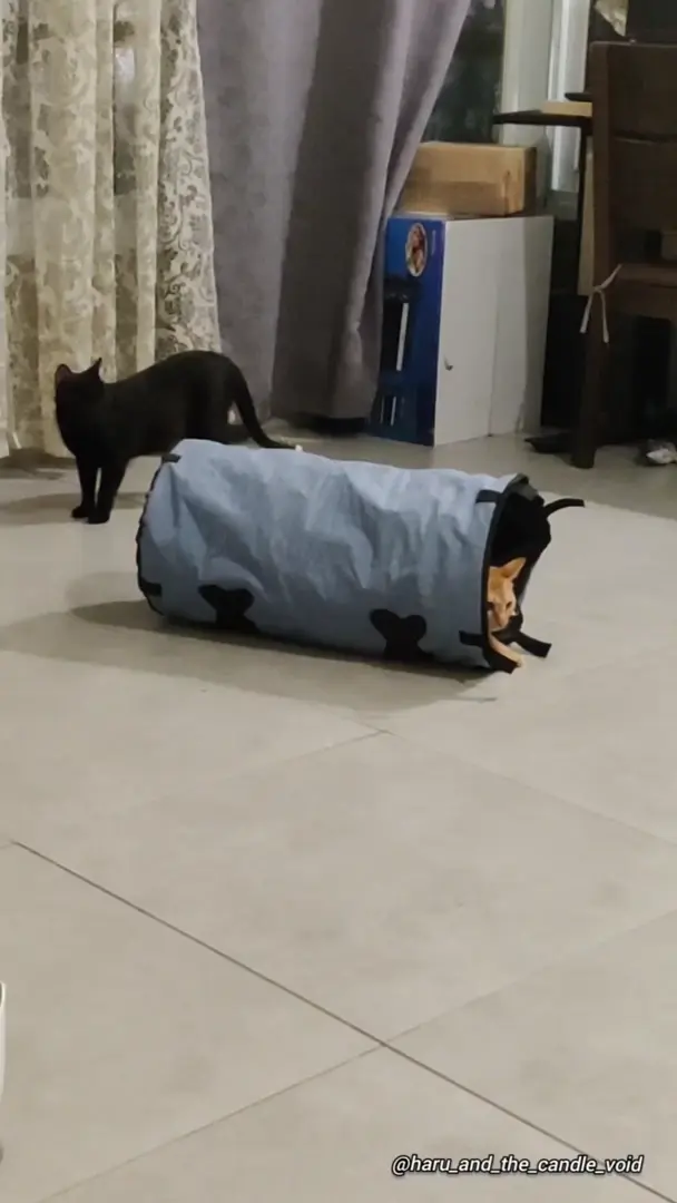 Tunnel Startle | Scrolller