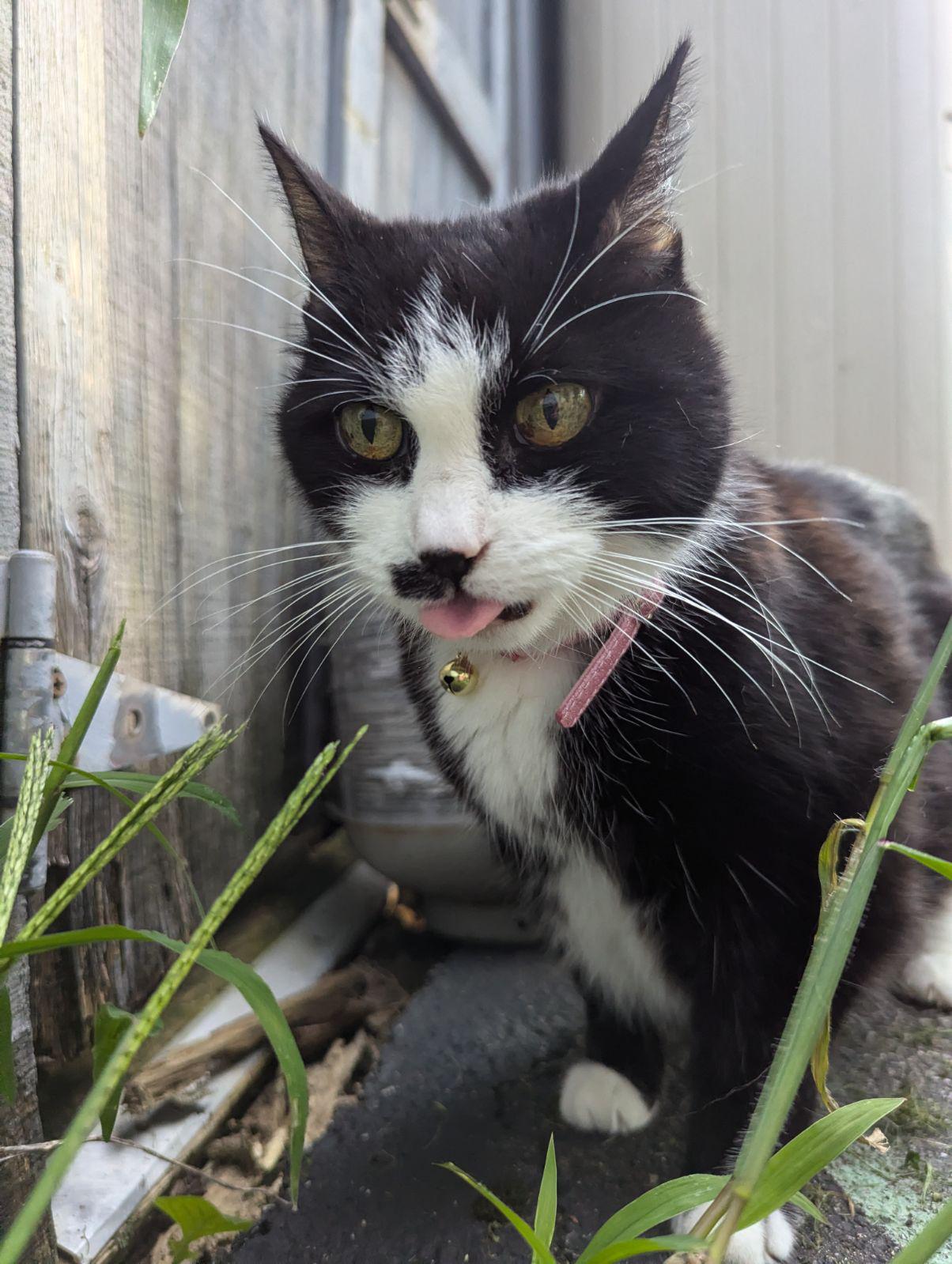 Tuxedo blep | Scrolller