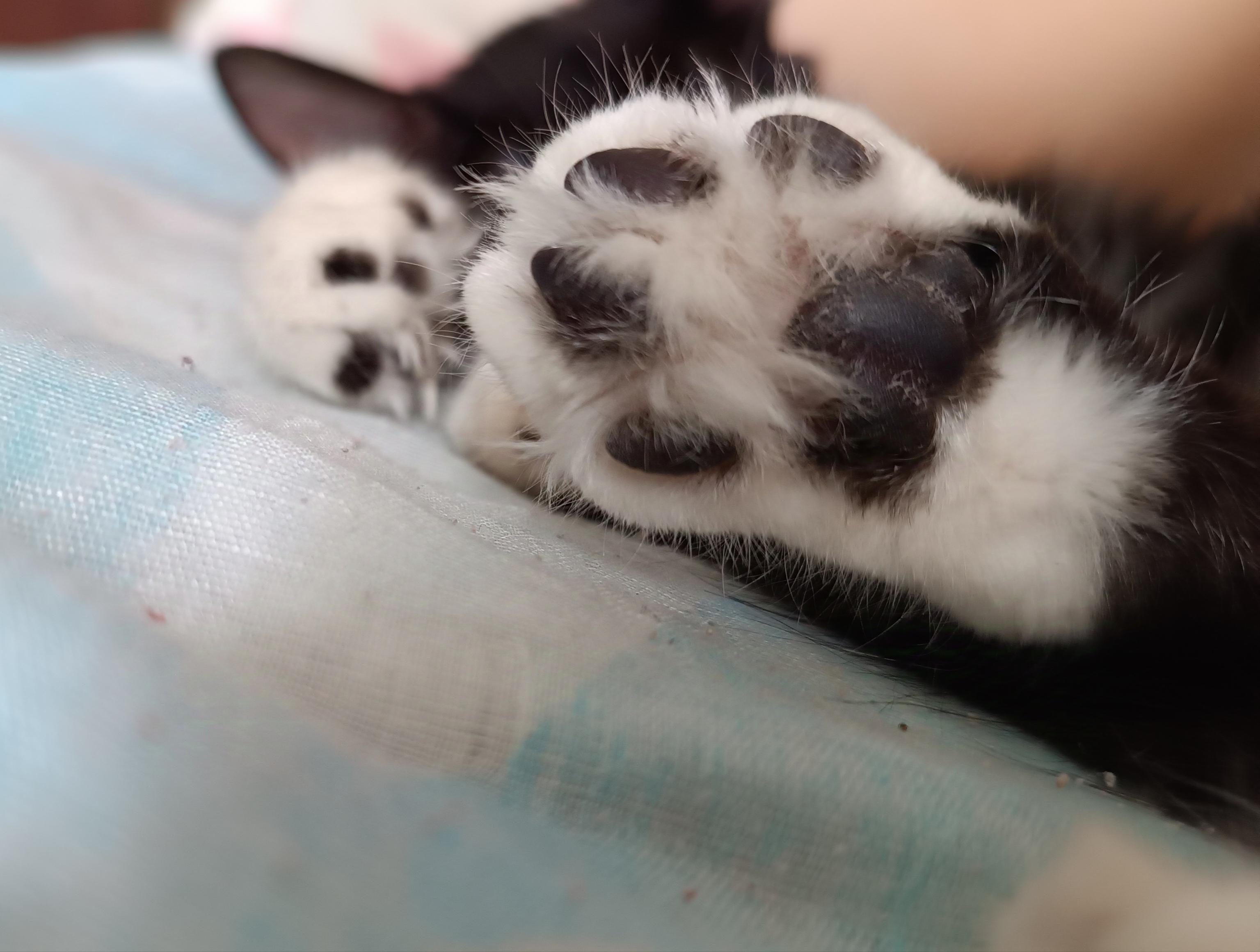 Tuxedo kitty beans | Scrolller