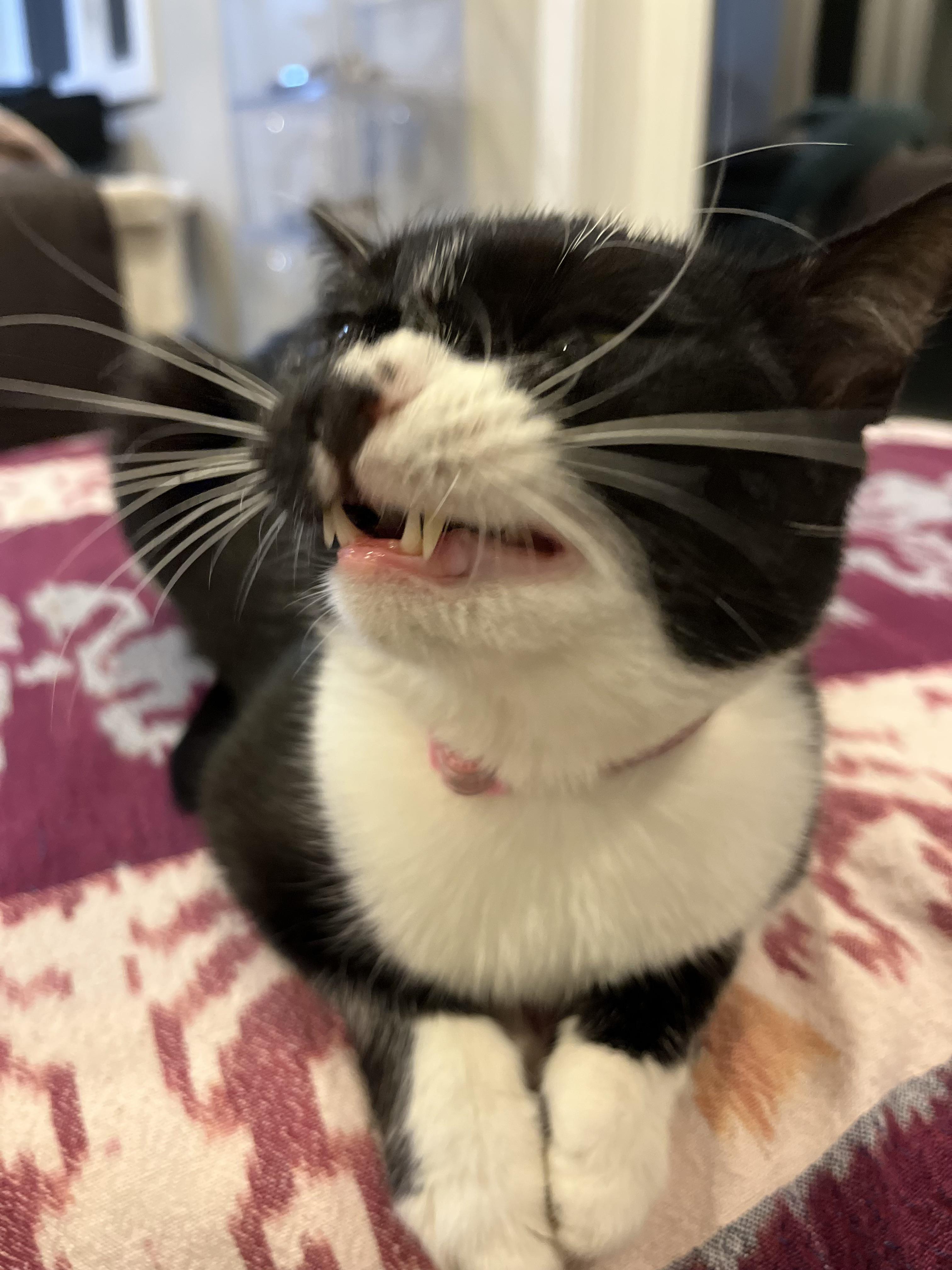 Tuxedo scrunge | Scrolller