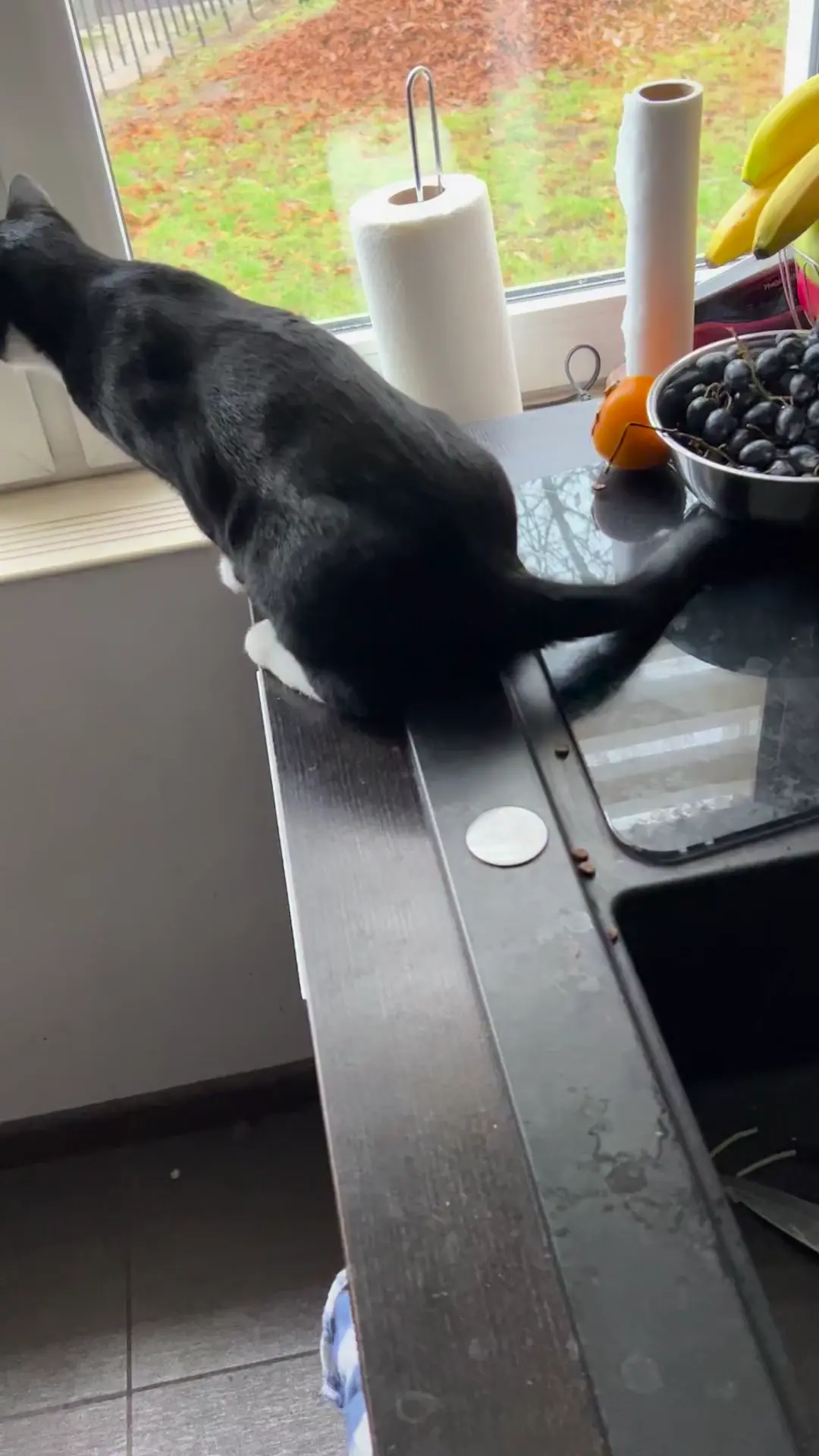 Tuxedo tail energy | Scrolller