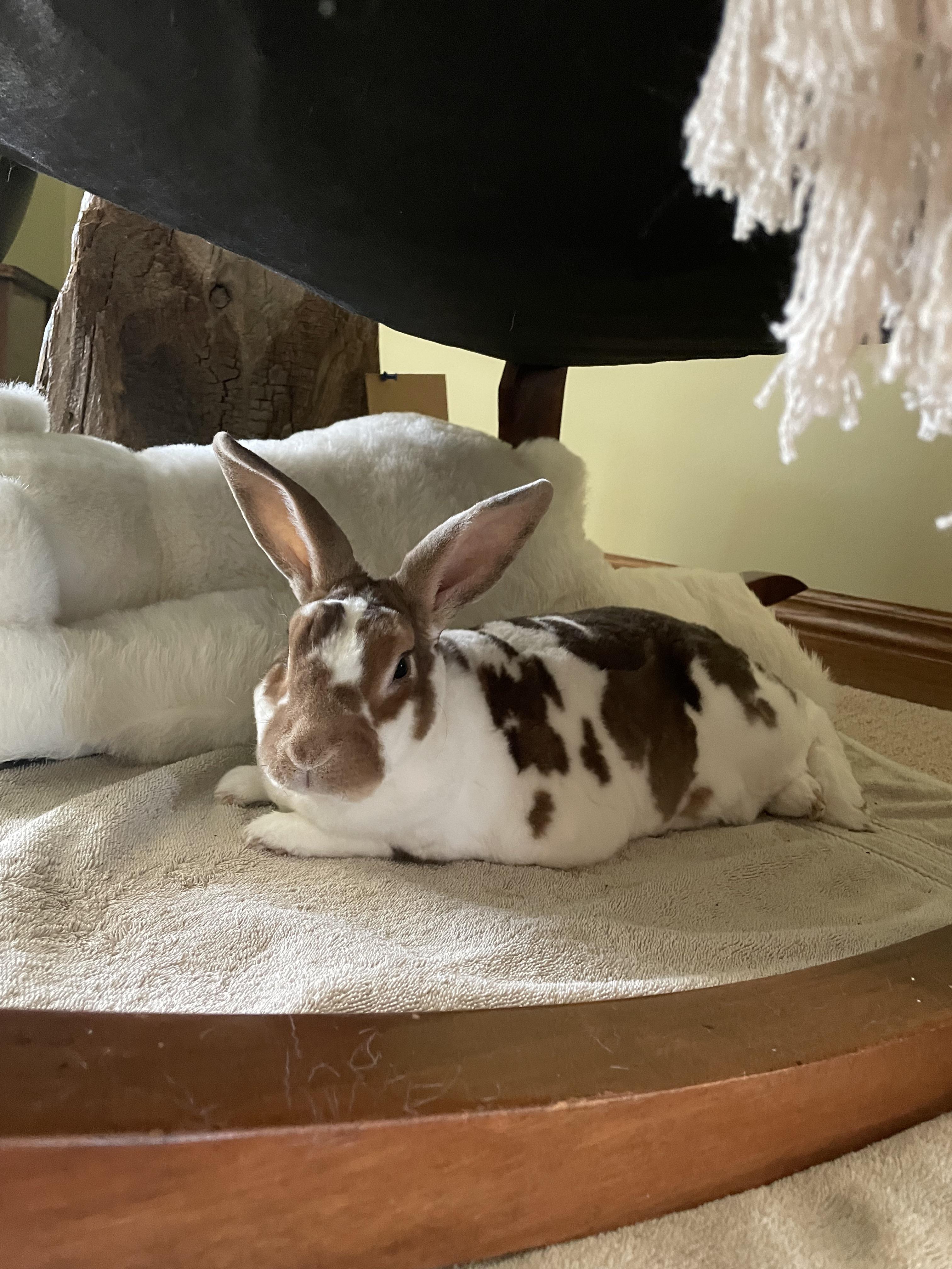 Steven and his BFF Paws | Scrolller