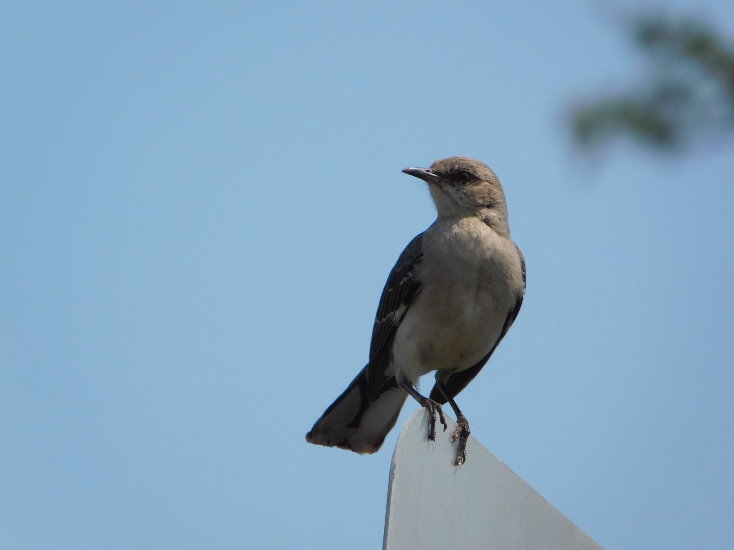 Northern Mockingbird | Scrolller