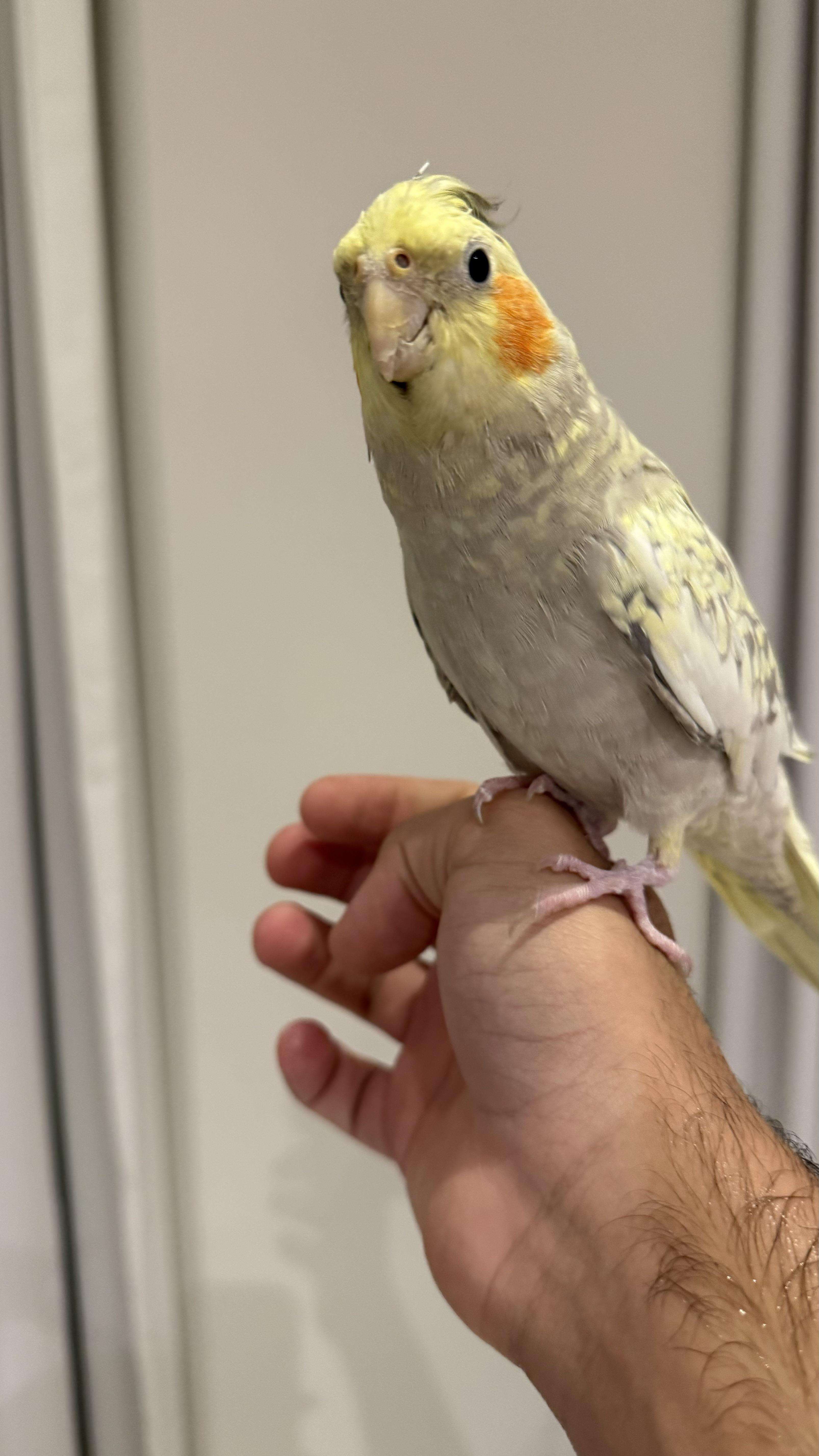 Cockatiel beak scratched and cracked | Scrolller