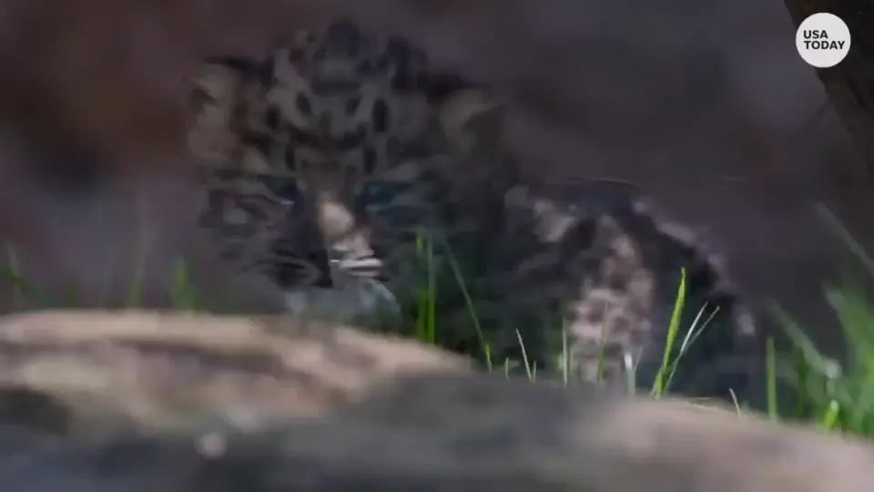 Twin Amur leopard cubs born at San Diego Zoo | Scrolller