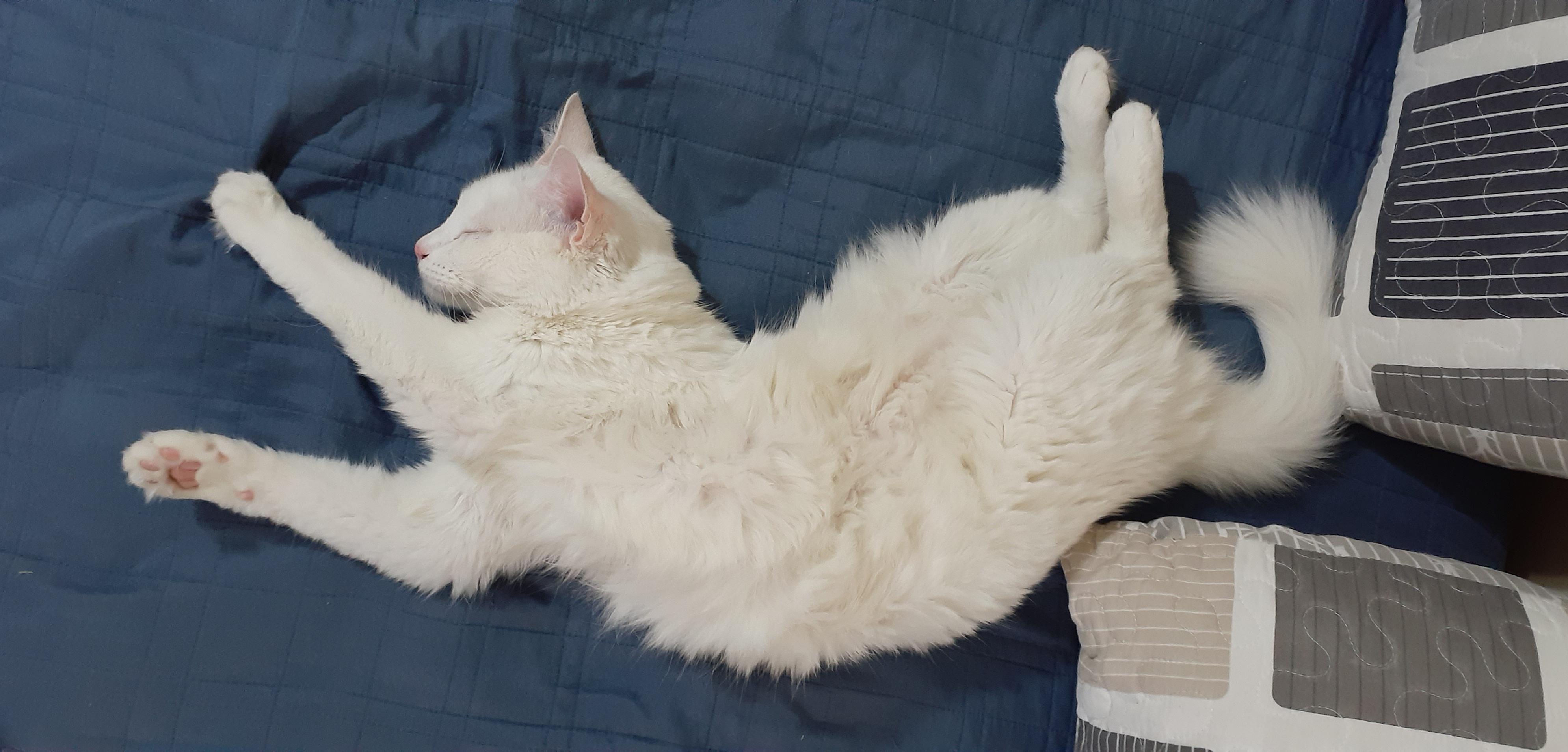 Twisted sleeping position | Scrolller