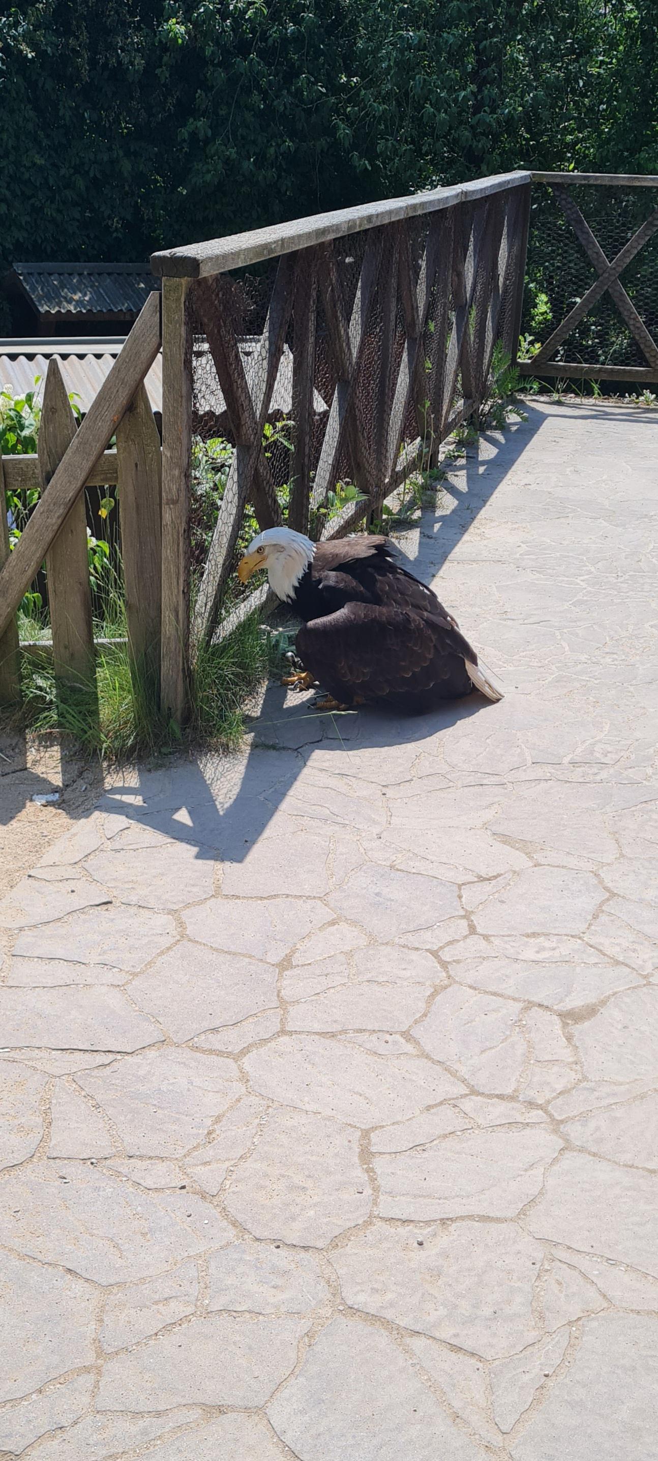 Elegantly walking eagle | Scrolller