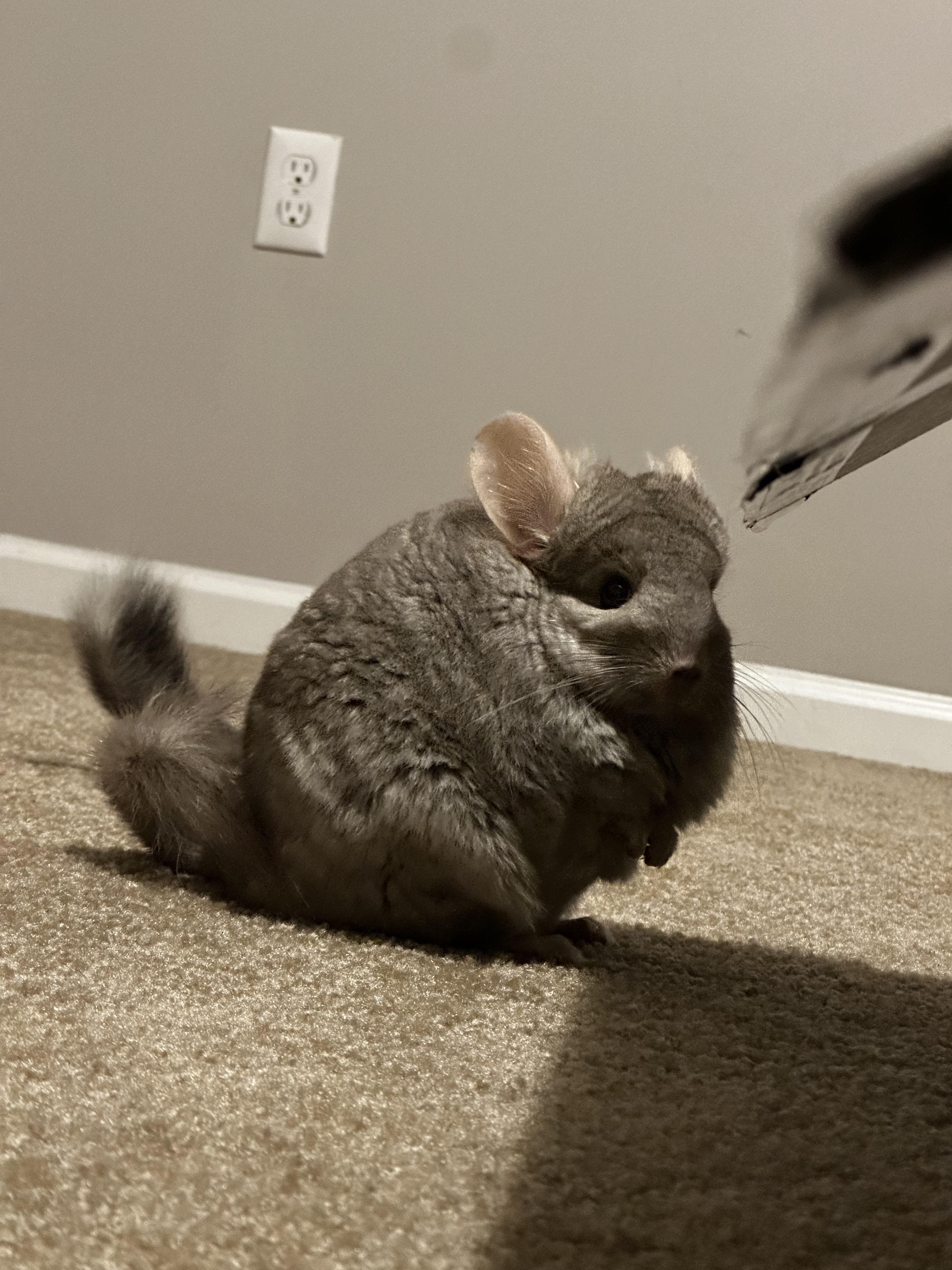 Thick Fluffy Scrolller