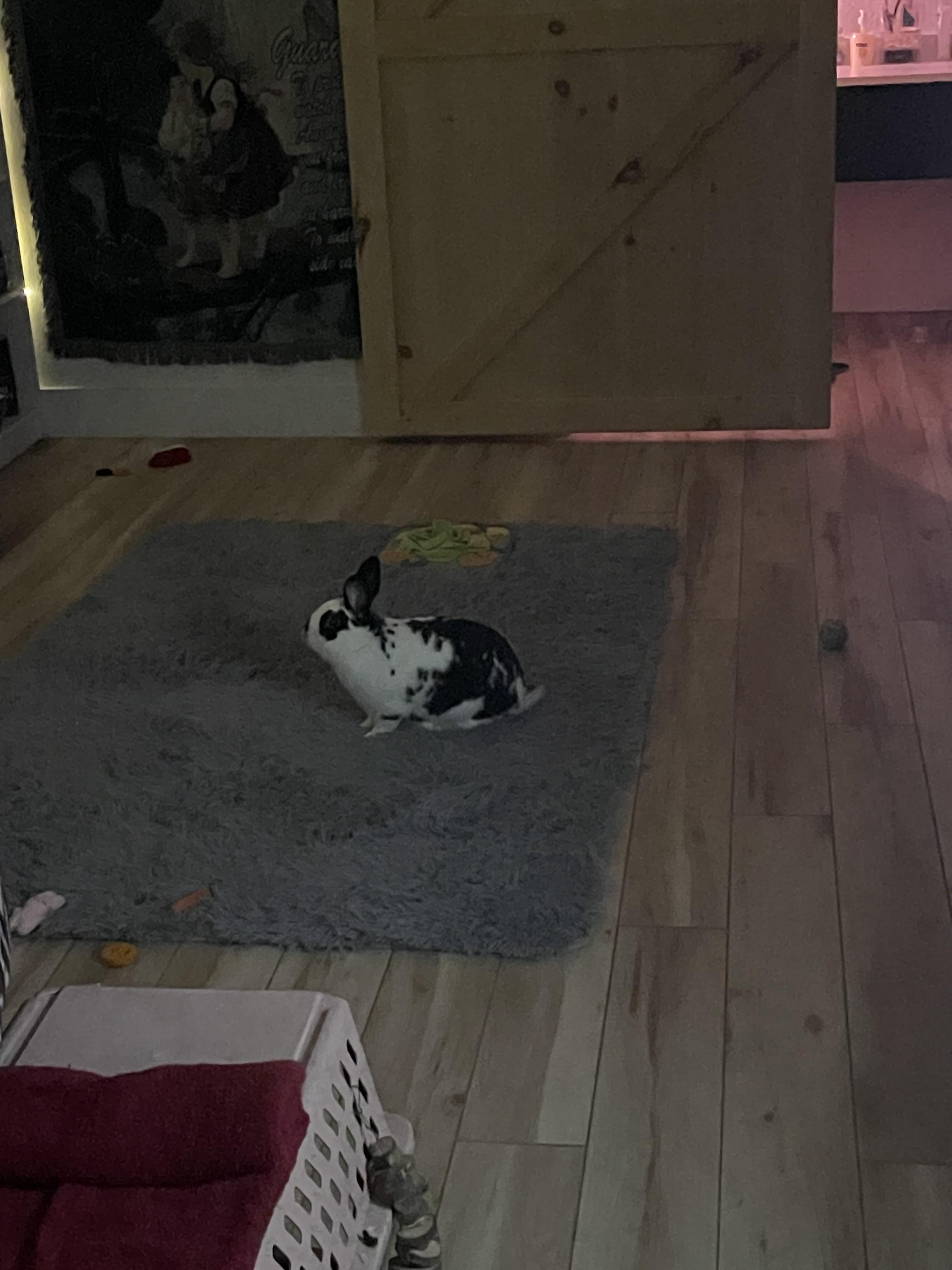 Monthly bunny box? (USA) | Scrolller