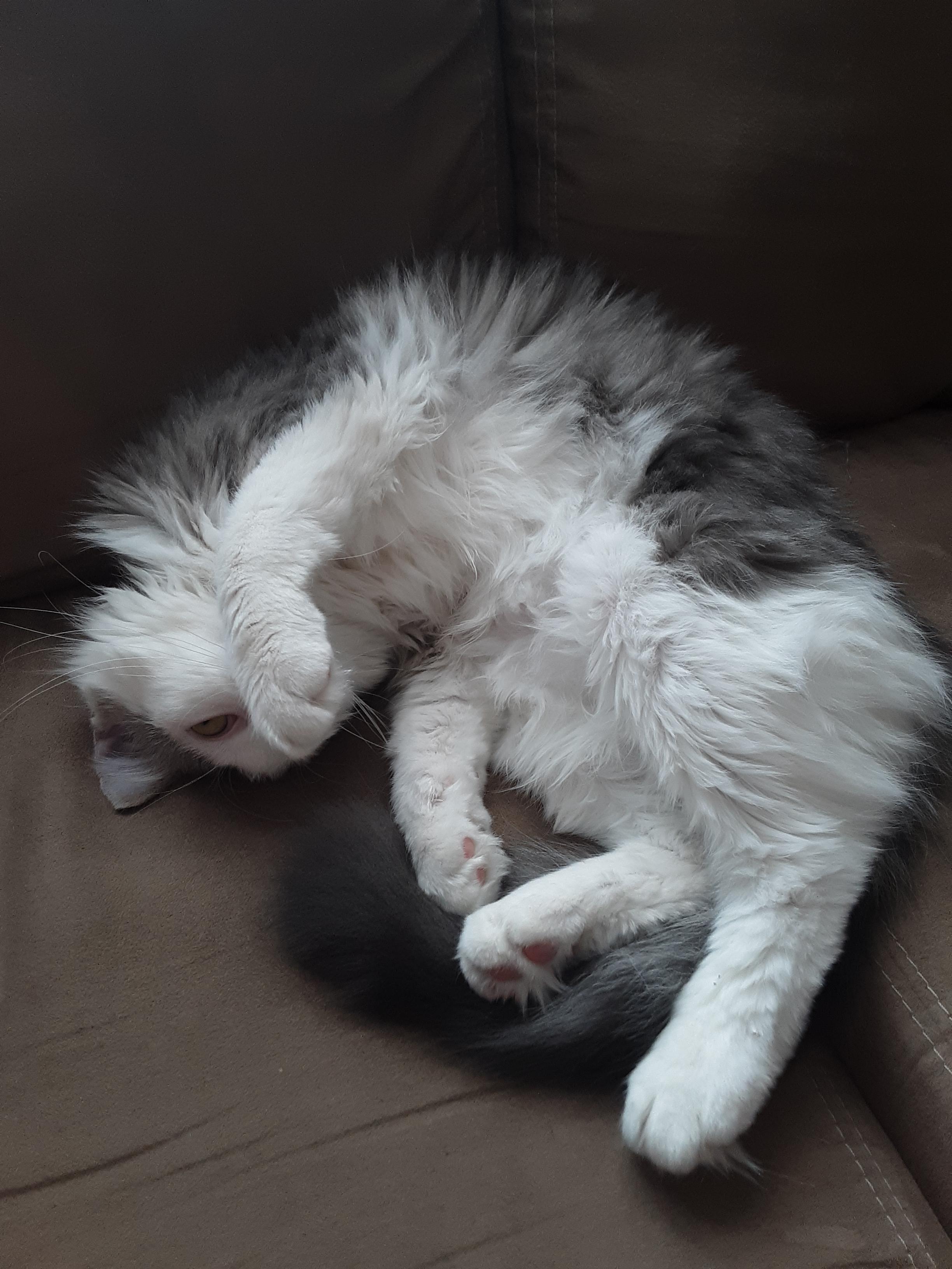 My dust bunny of a cat. | Scrolller