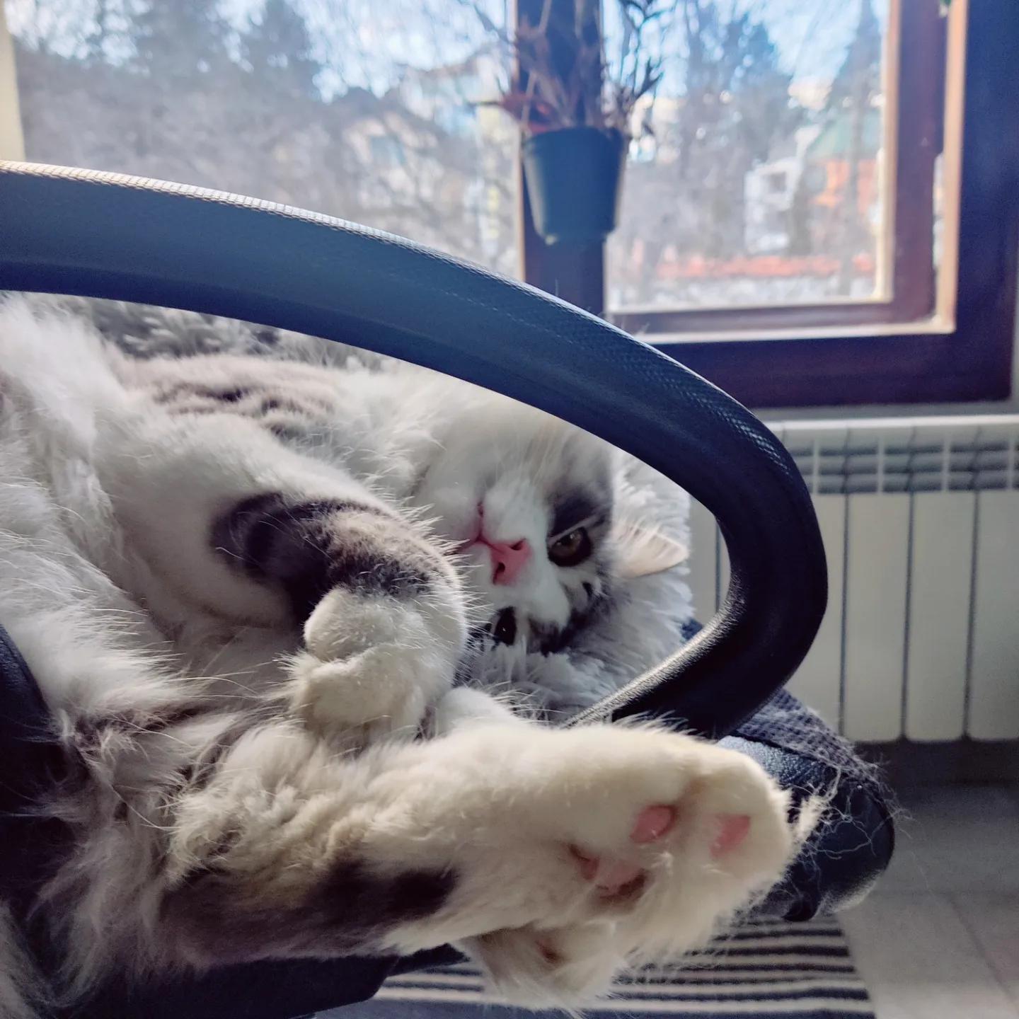 Cat overflow | Scrolller