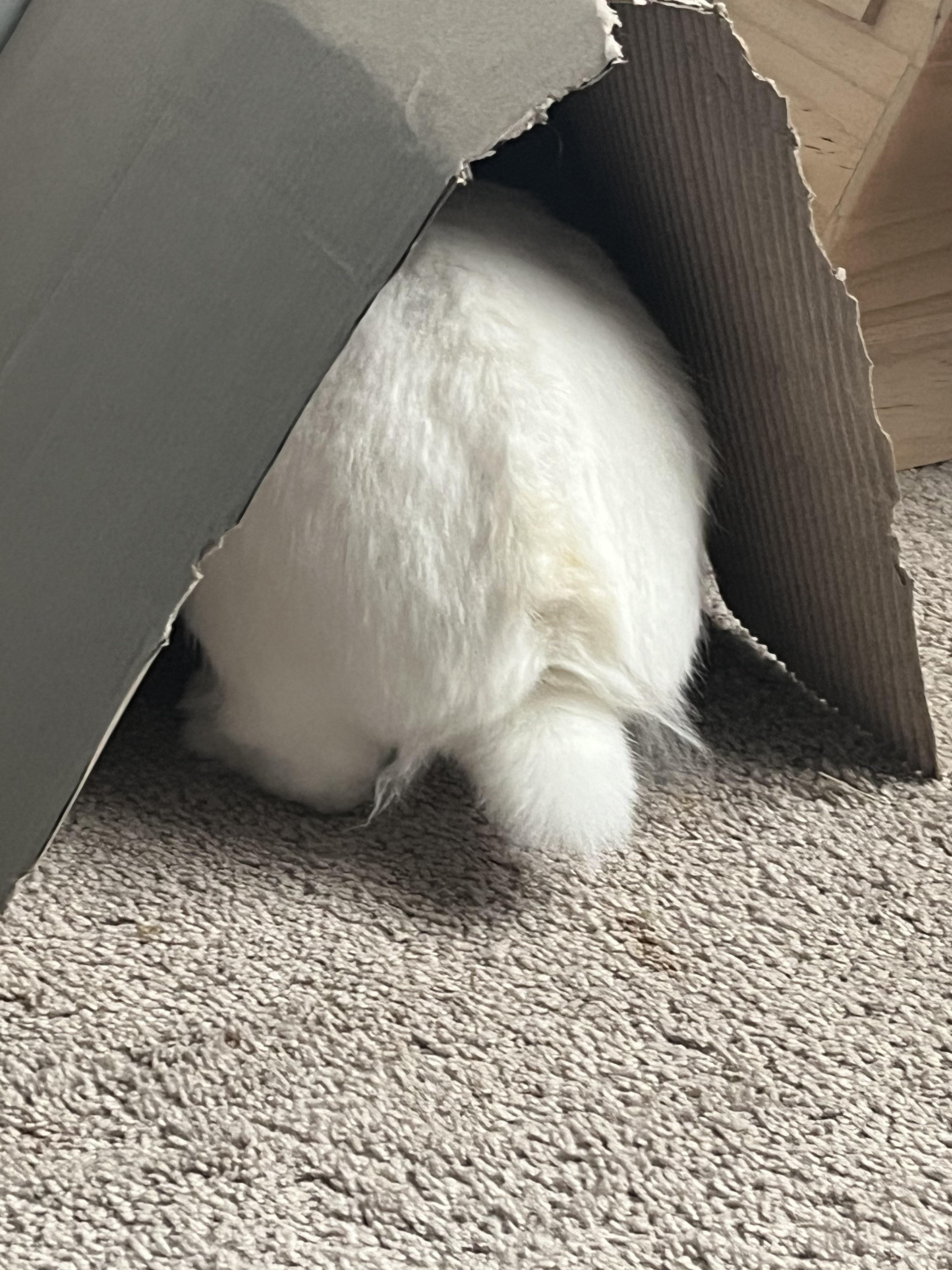 Lumi 🐰 ️ | Scrolller