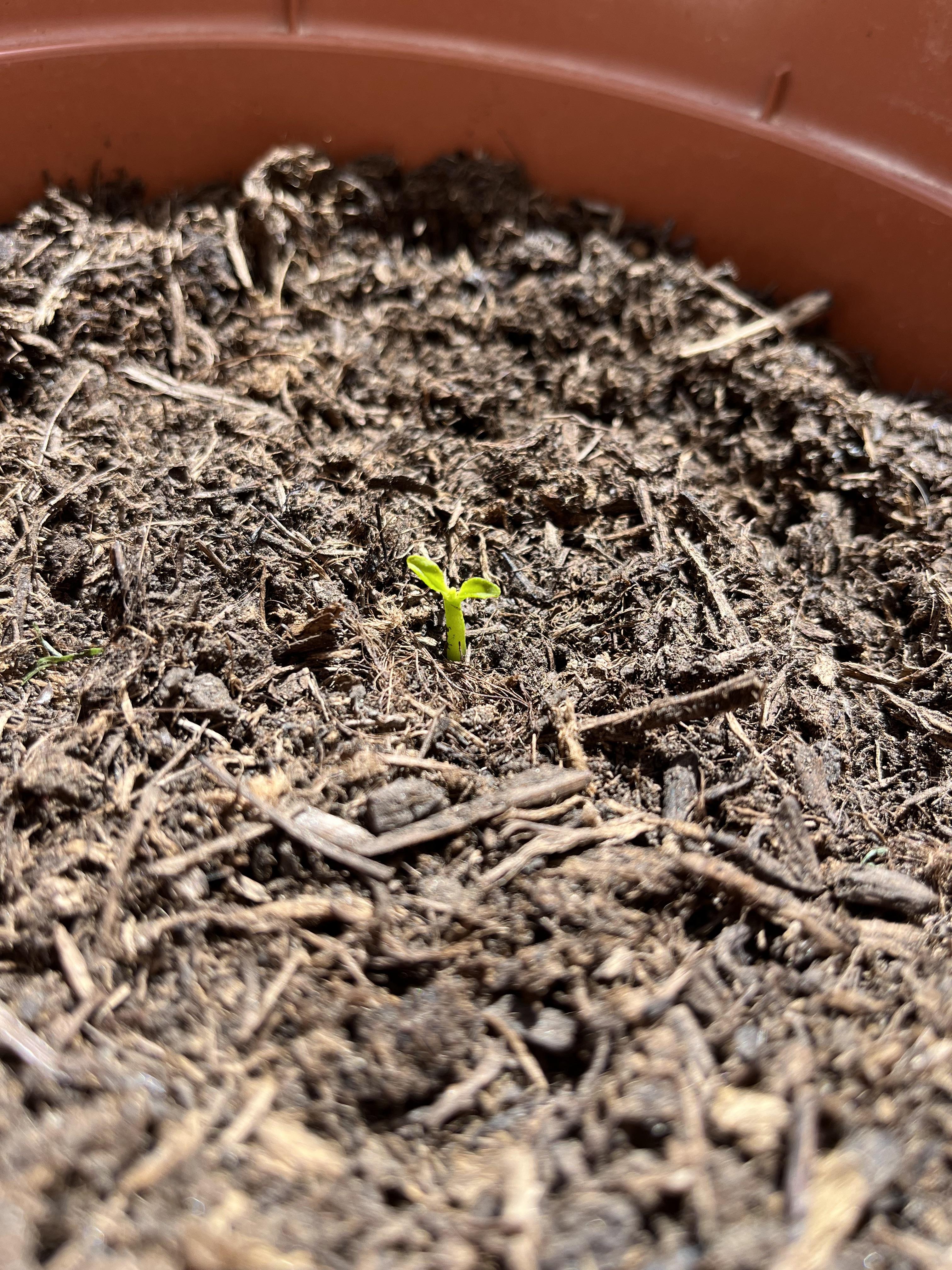 Lemon sprout location and care | Scrolller