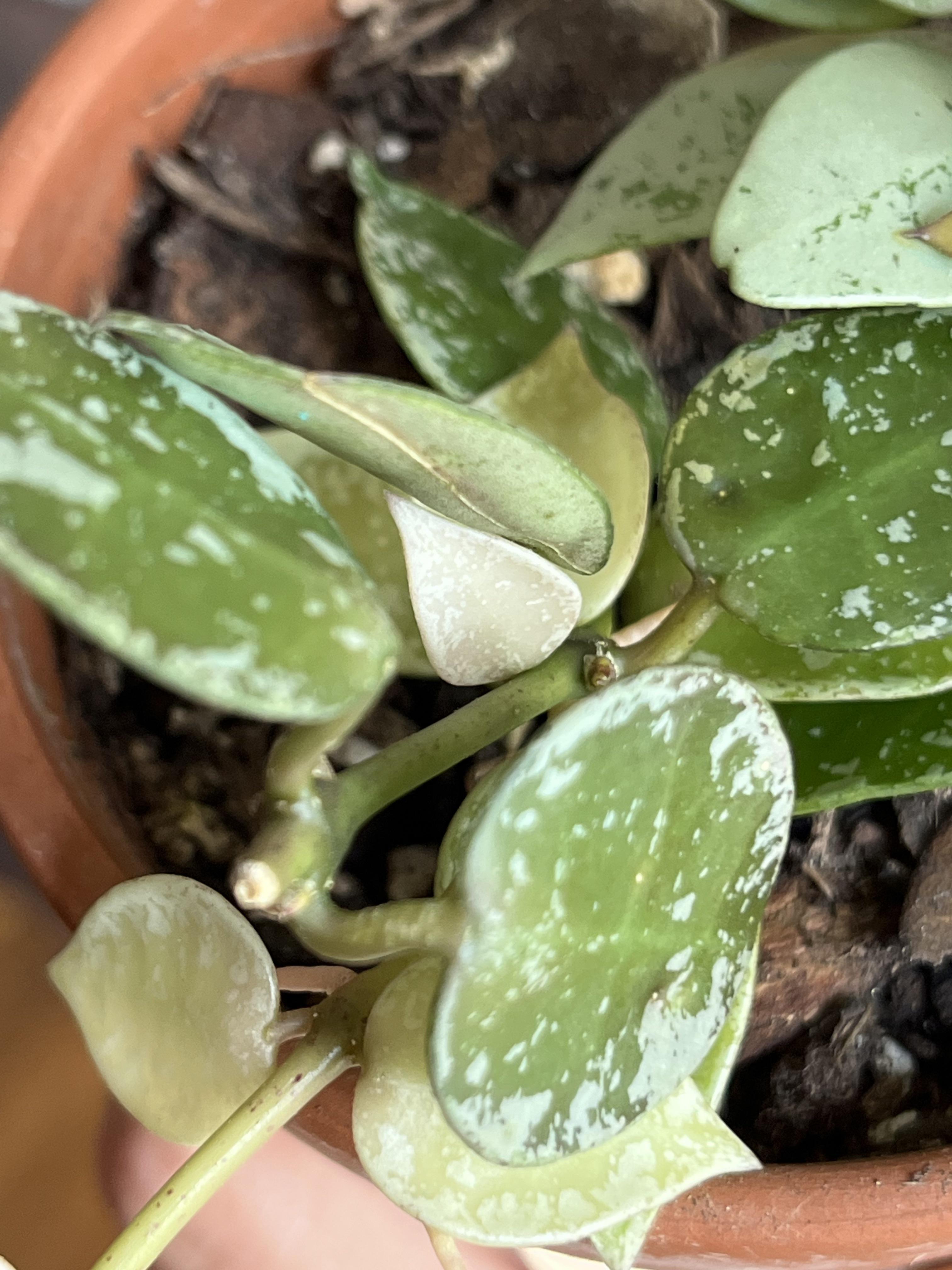 What’s wrong with my Hoya? | Scrolller