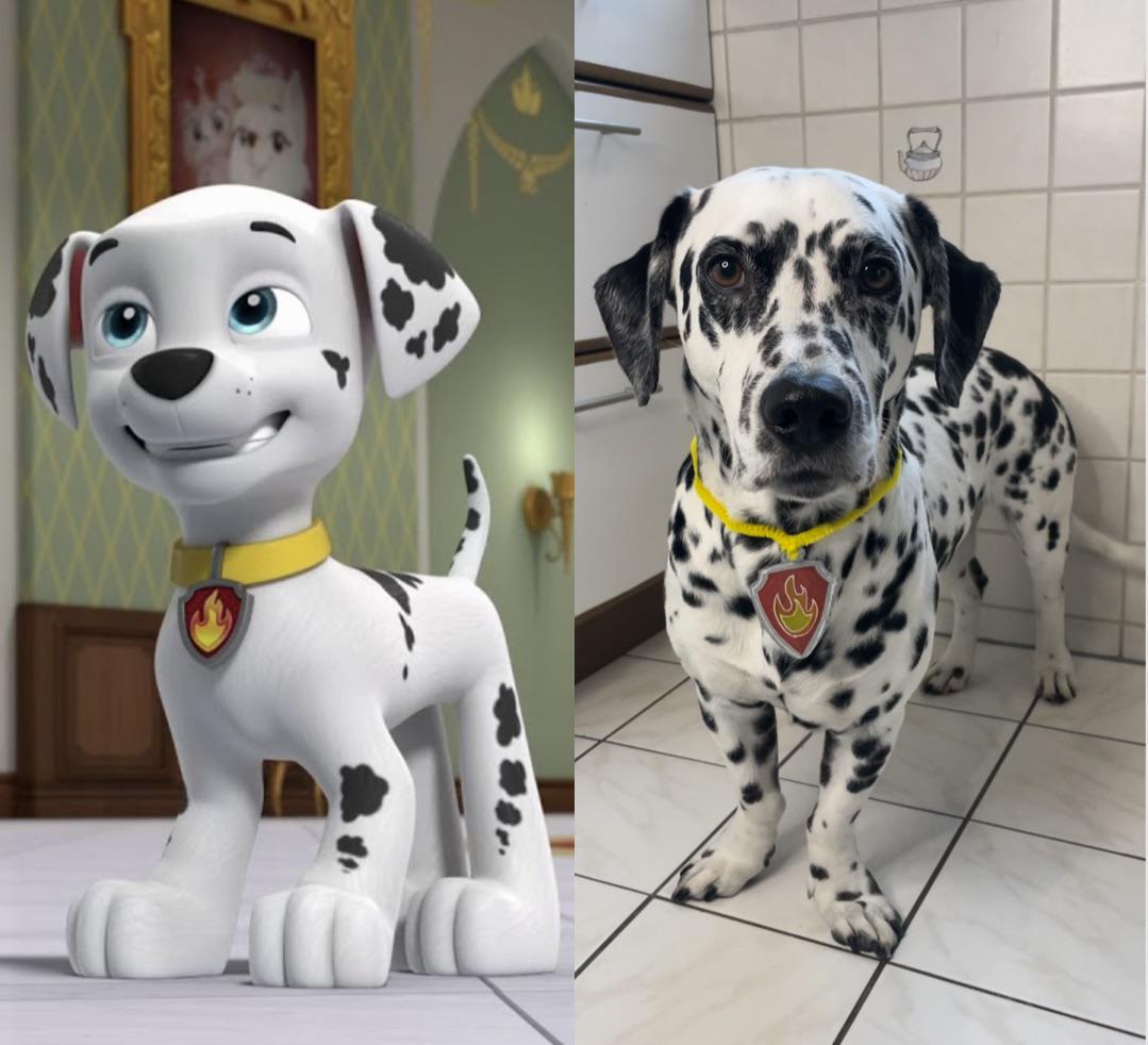 Discover more like Aww: (OC) My dog looking like Marshall from Paw Patrol and Related Content ...
