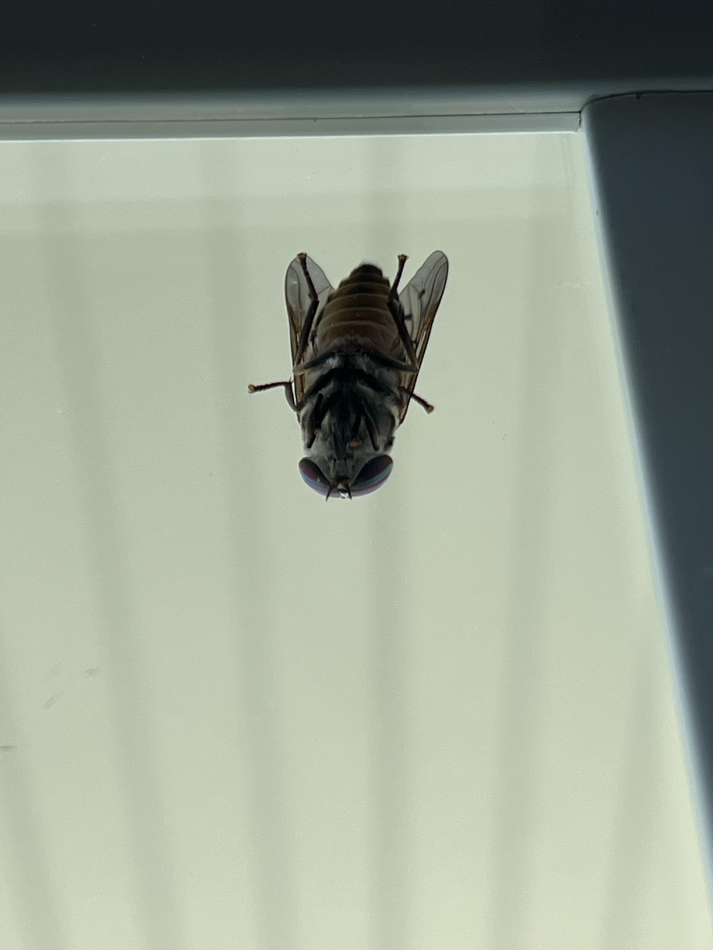 What is this bug? | Scrolller