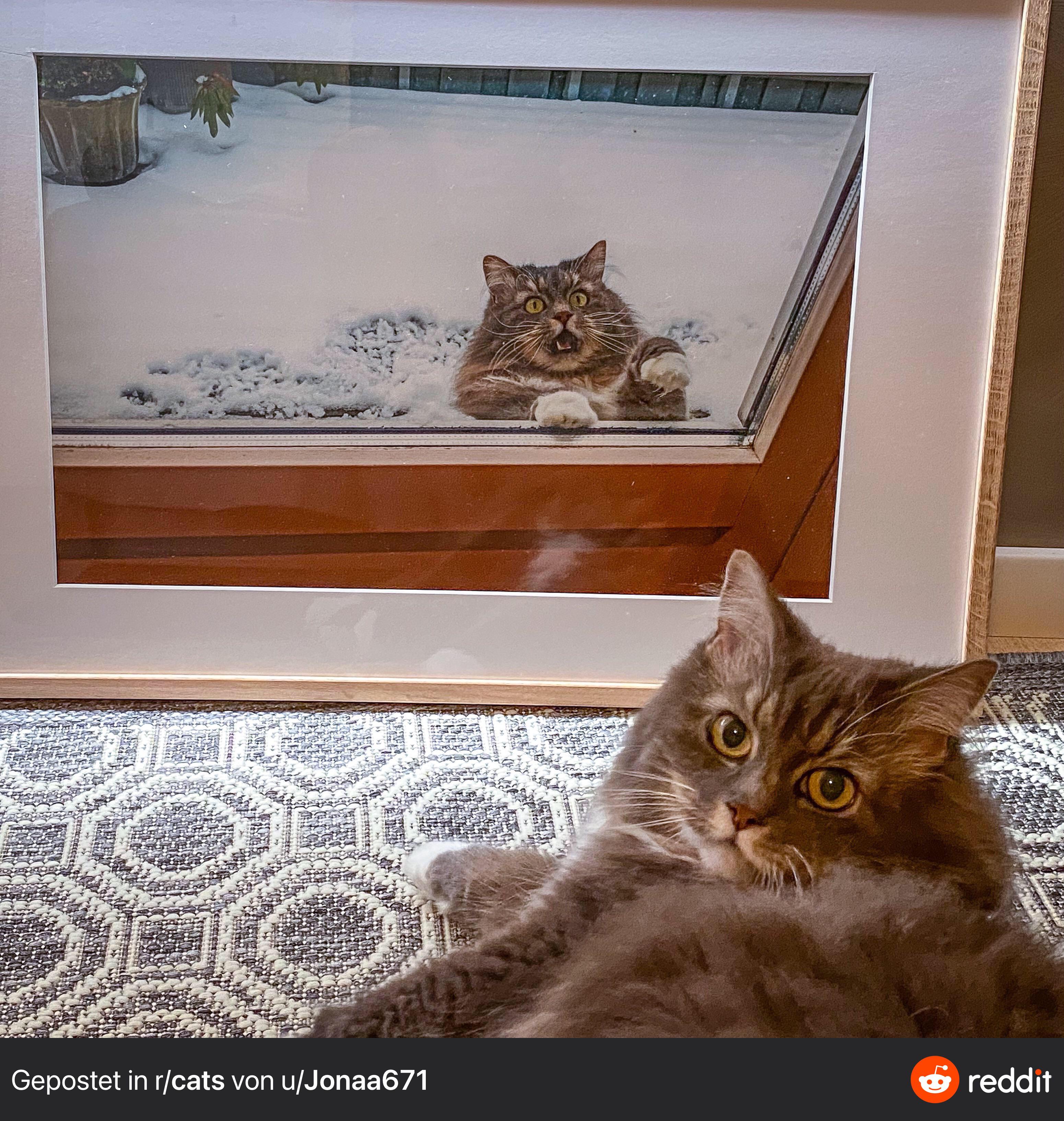 New Template? | Scrolller