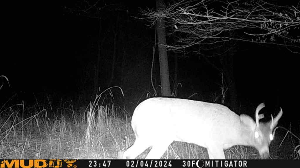 Does this deers face look weird? | Scrolller