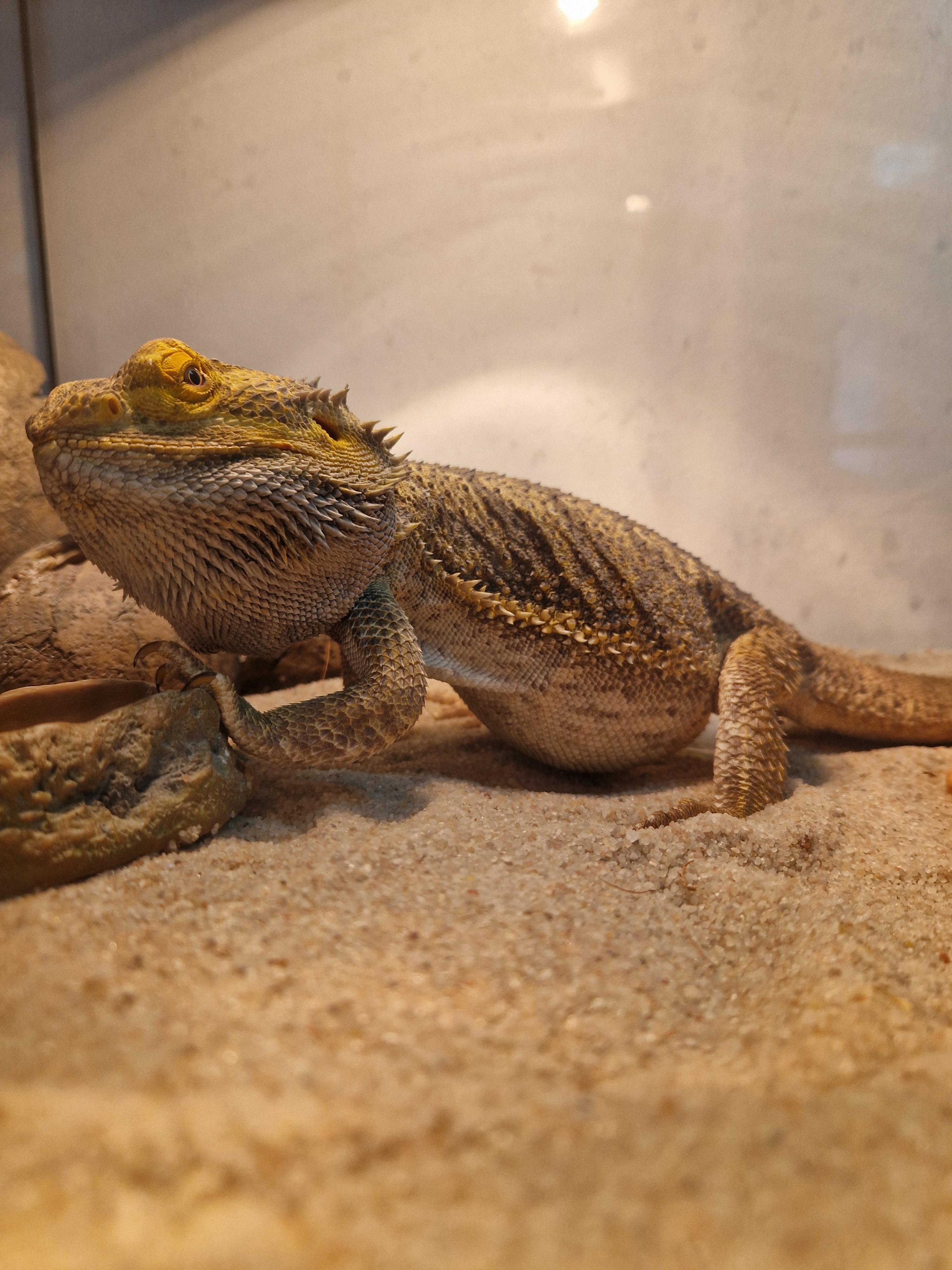 Bearded dragon | Scrolller