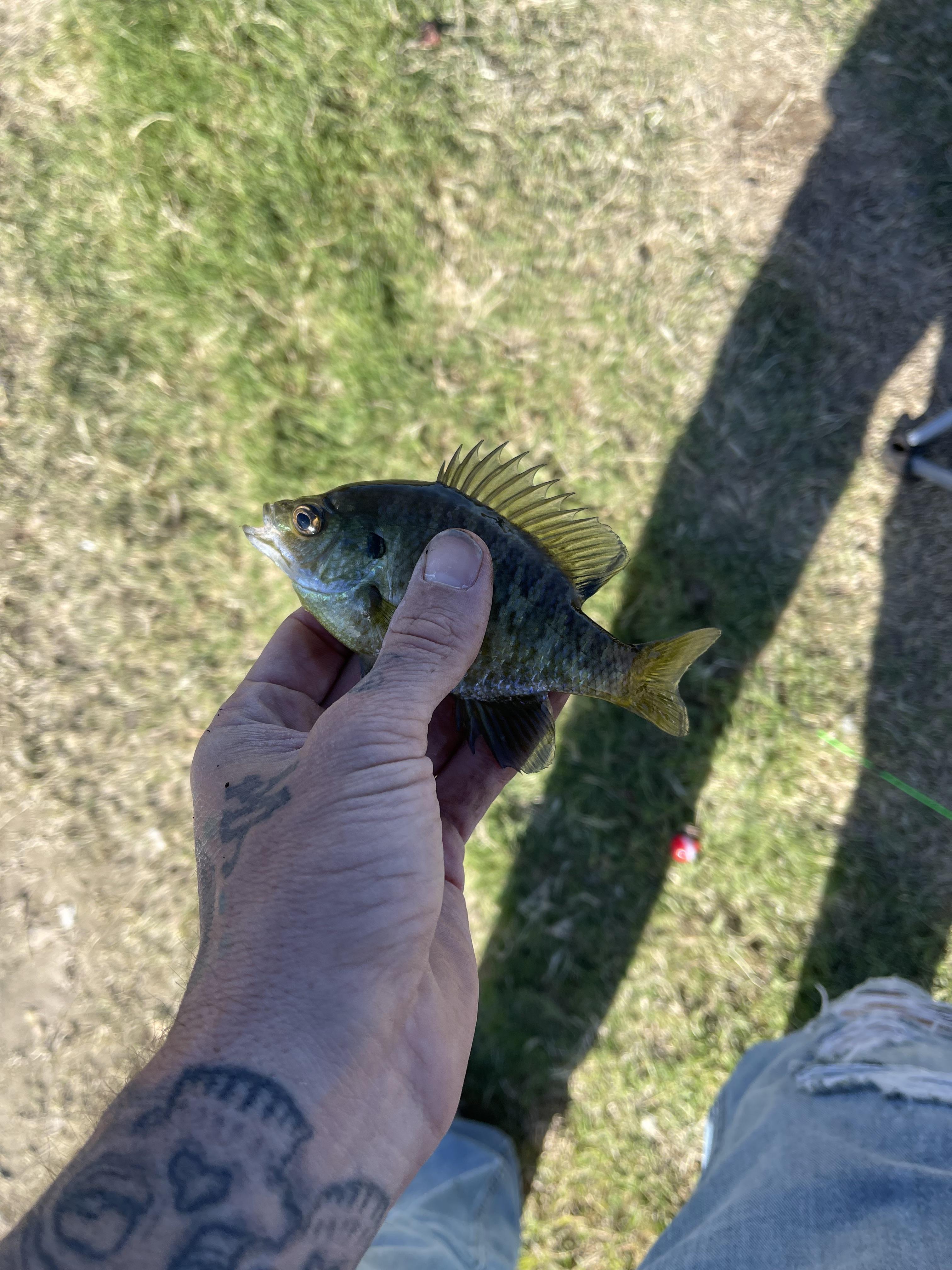 Little pond haul yesterday | Scrolller