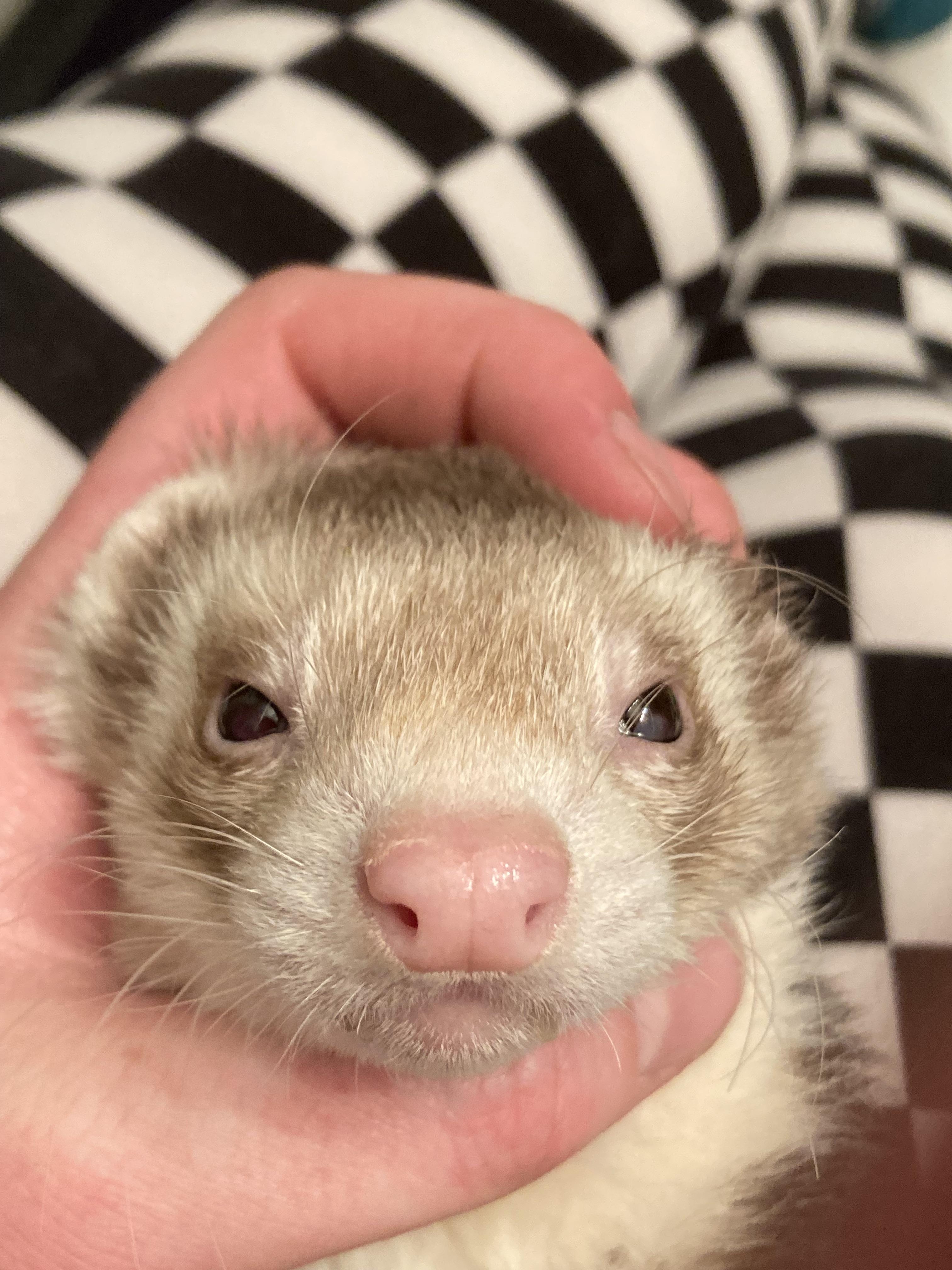 Anyone have a blind ferret? | Scrolller