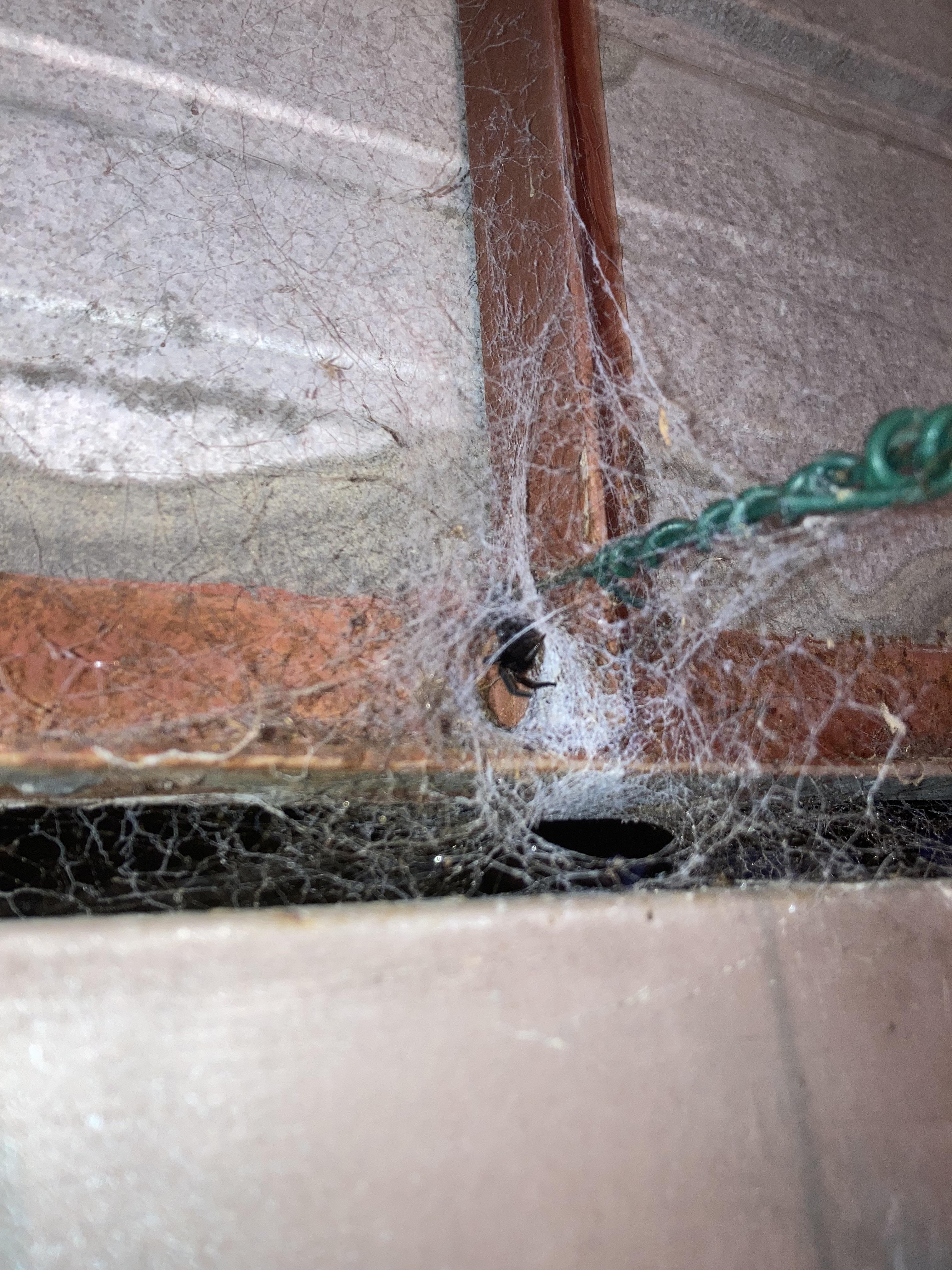 Funnel-Web or regular black house spider?? | Scrolller