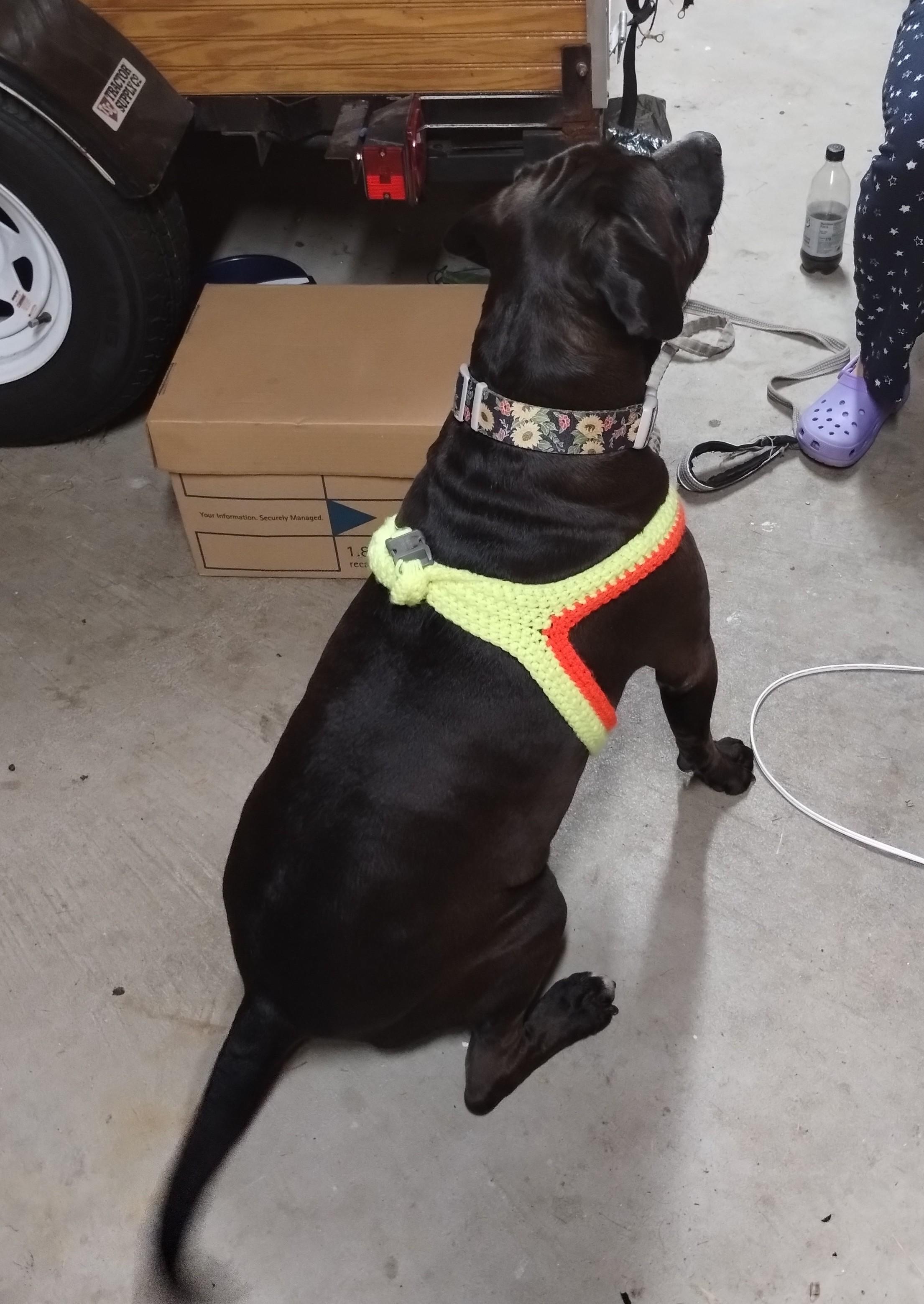 I made a dog harness! | Scrolller