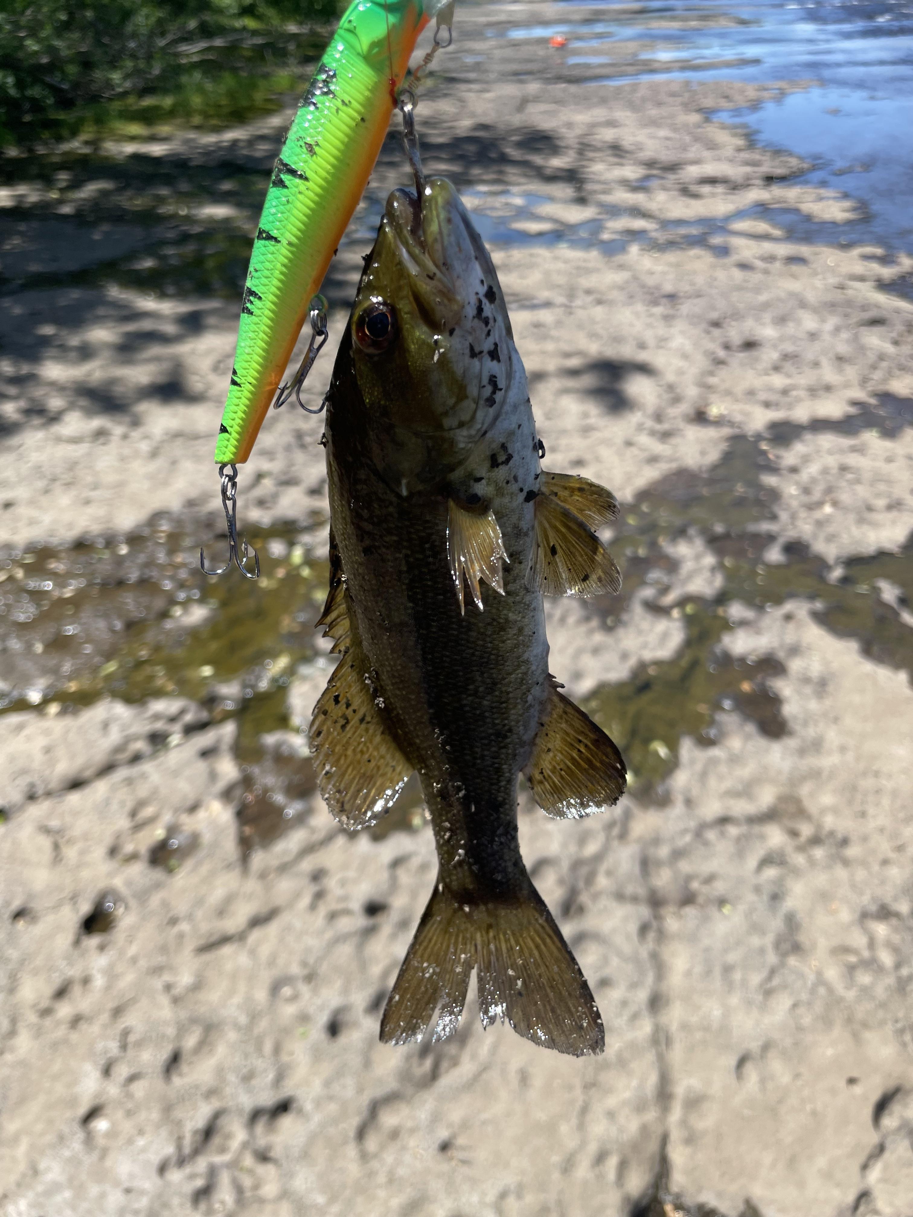 Caught in upstate ny | Scrolller