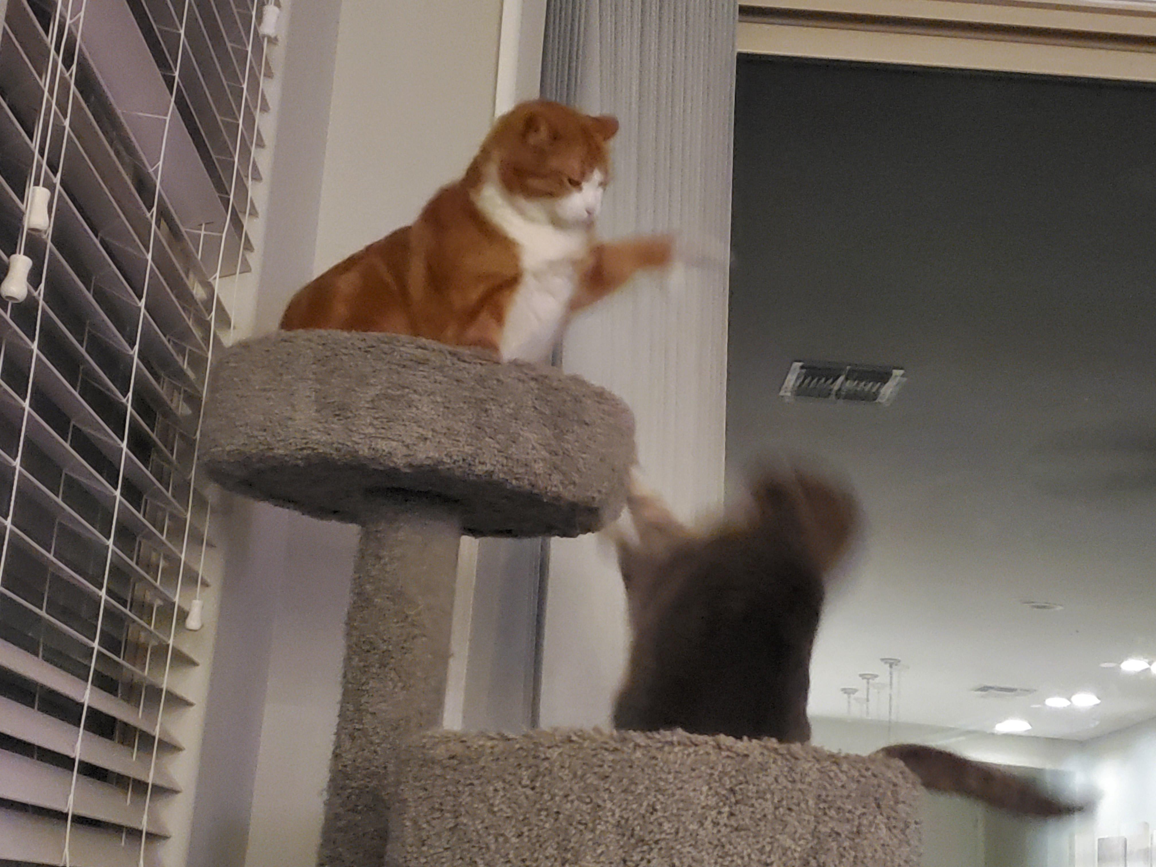 Blurry pictures of cats | Scrolller