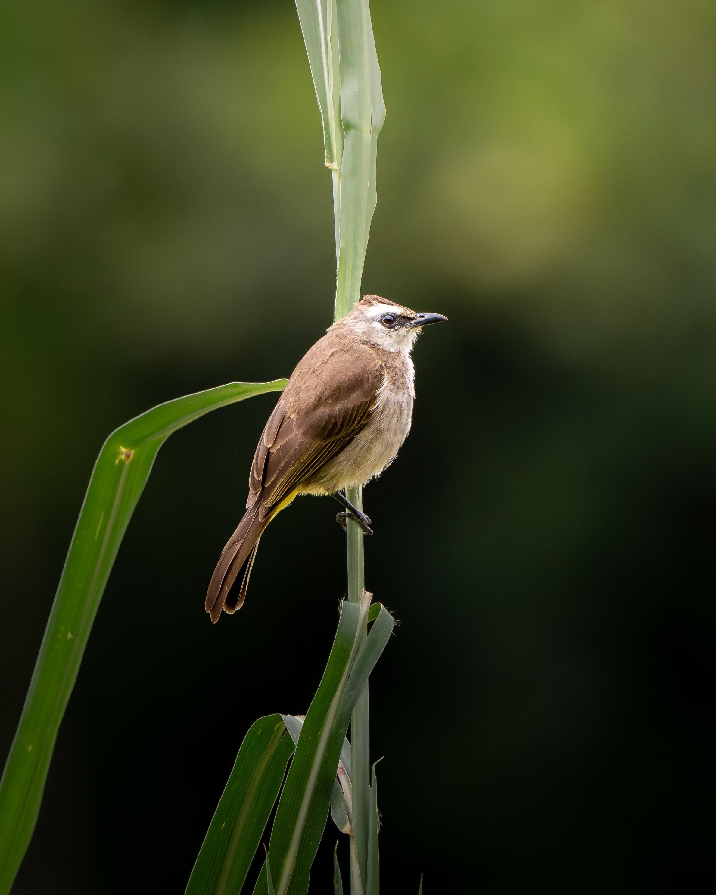 2025 so far | Scrolller