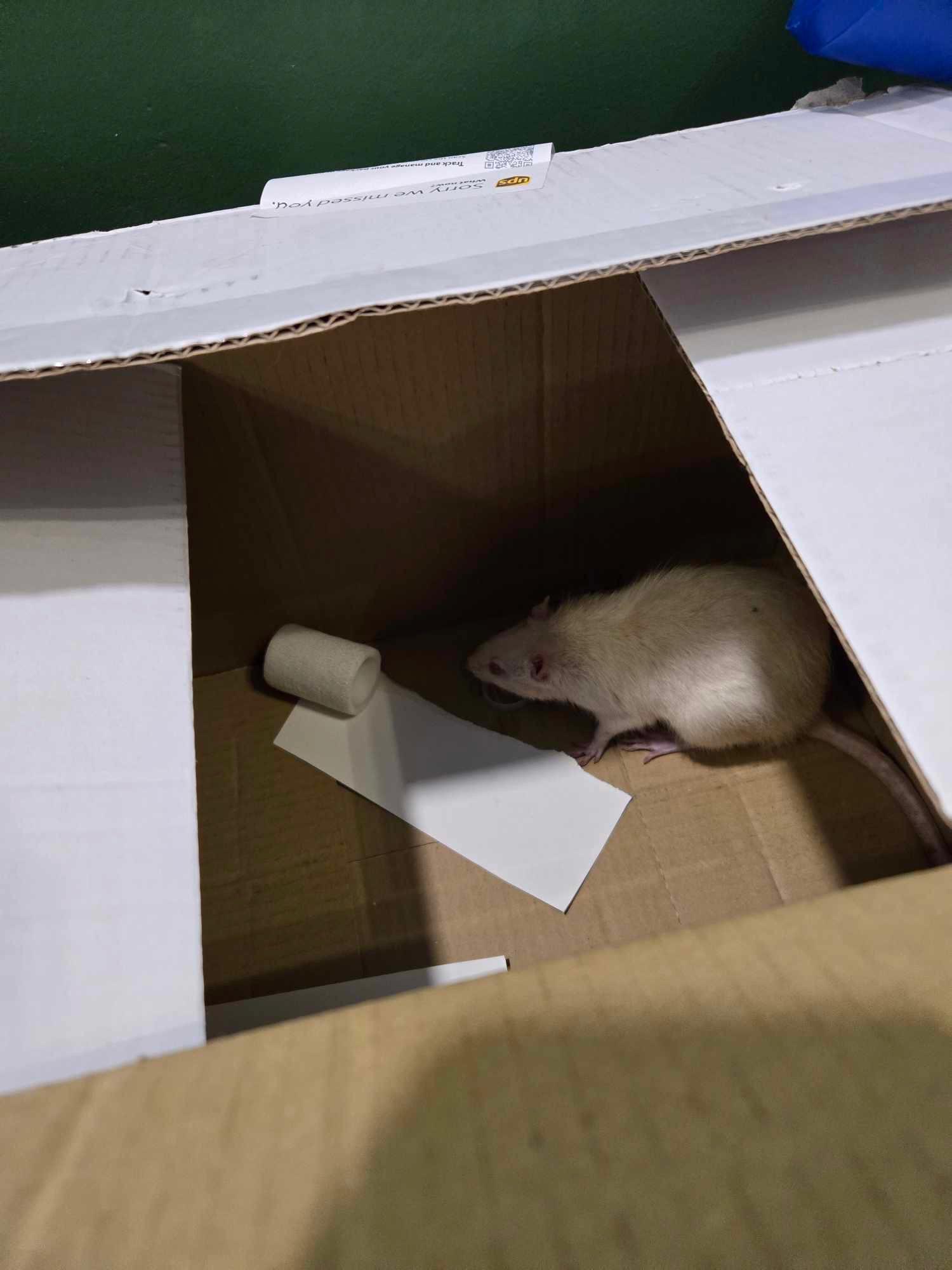 Trash rat | Scrolller