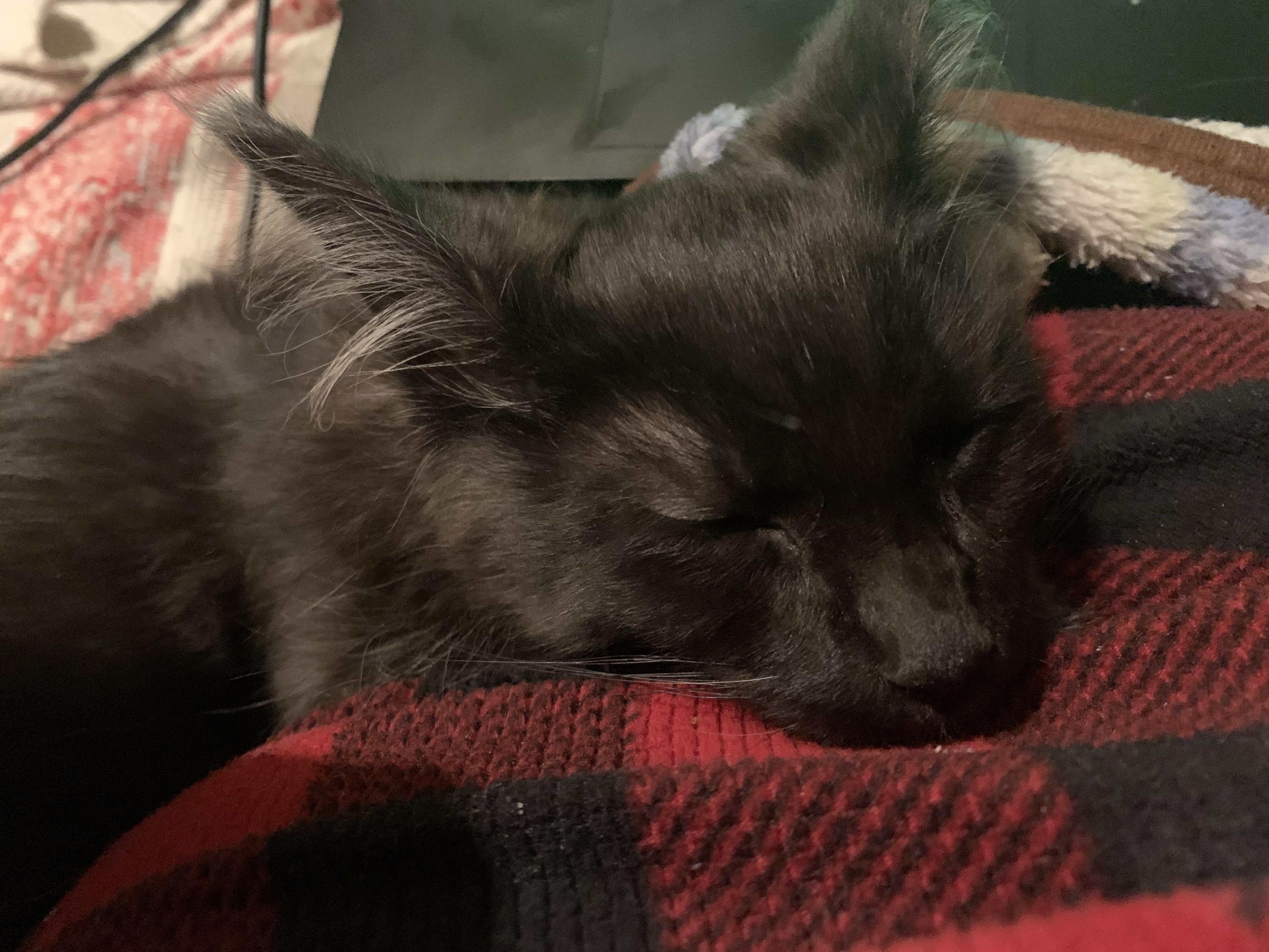 The many faces of Lucifer the Snooze Devil | Scrolller