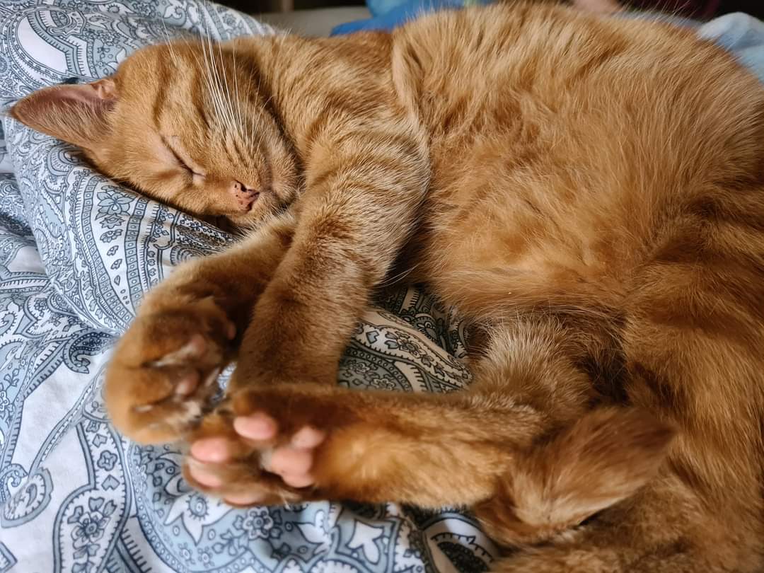 (OC) My other Fluffy and Chonky boi having an hard earned nap after being annoying the whole ...