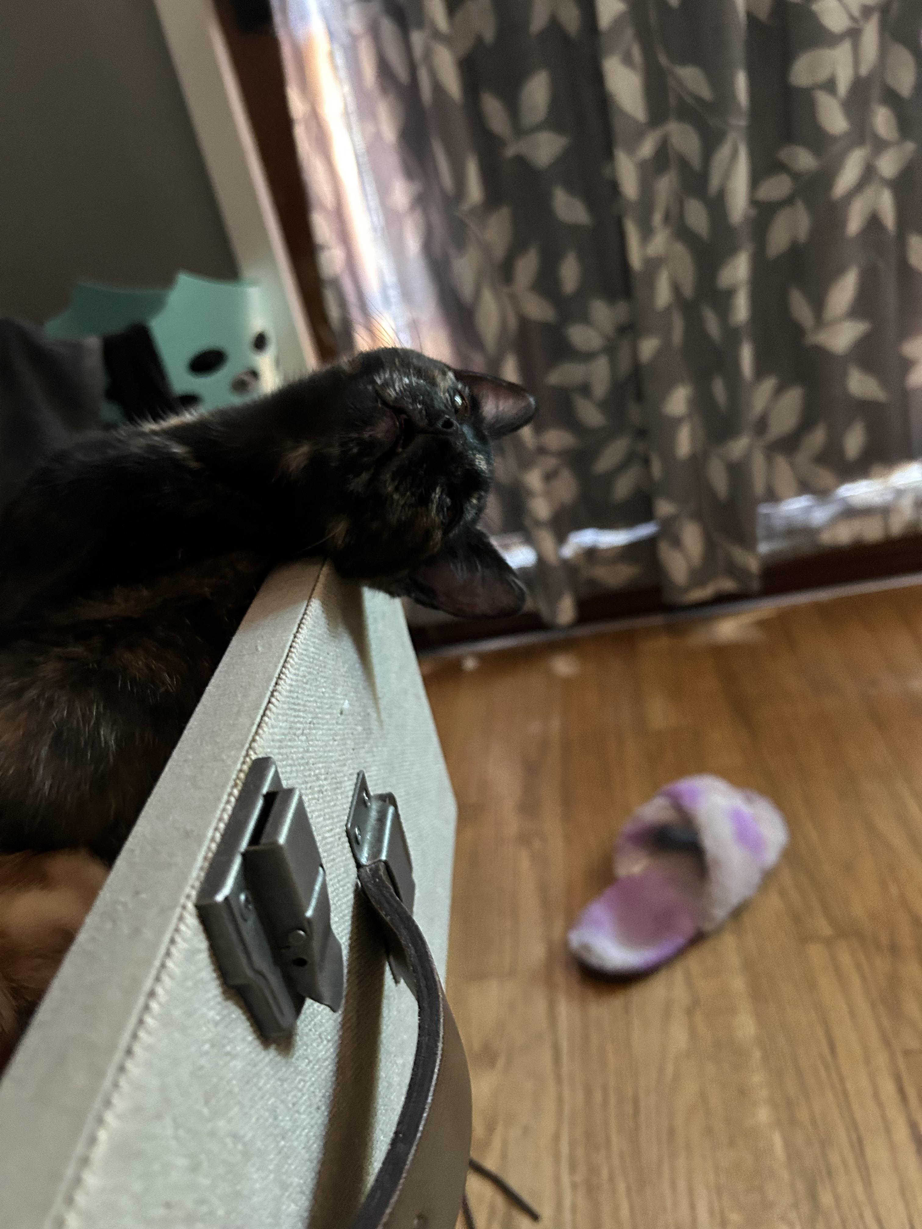 Tortie behavior I guess | Scrolller