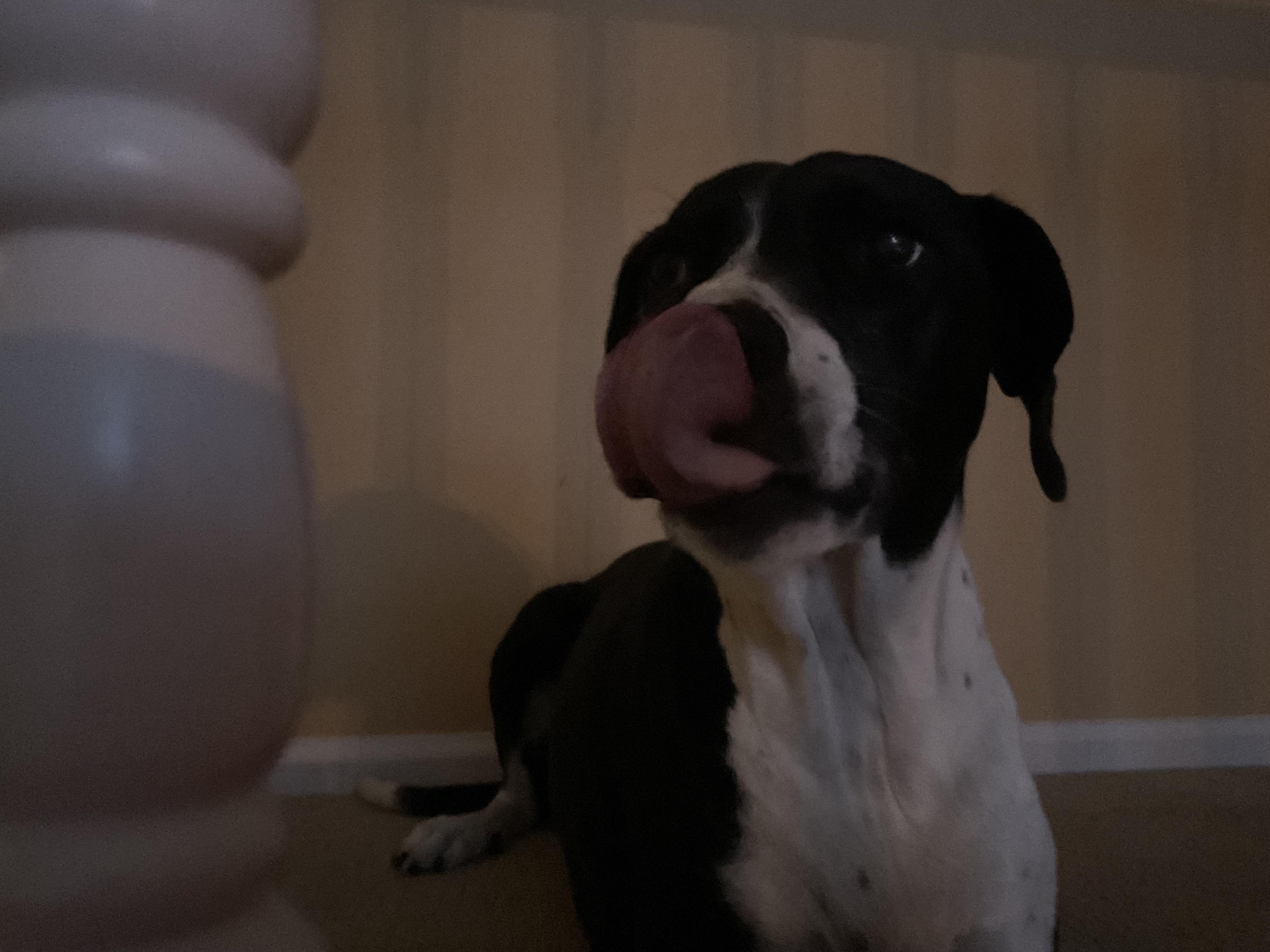 Enjoy all of these photos of my beautiful frankin-doggo, Penny 💜:) (frankin-doggo=many breeds ...