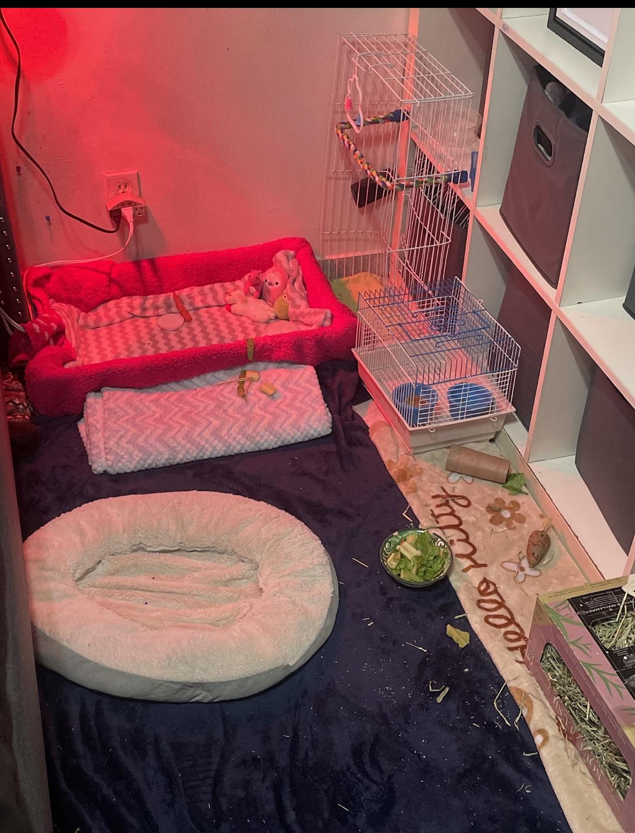 Need Help Setting Up For My Rabbit | Scrolller