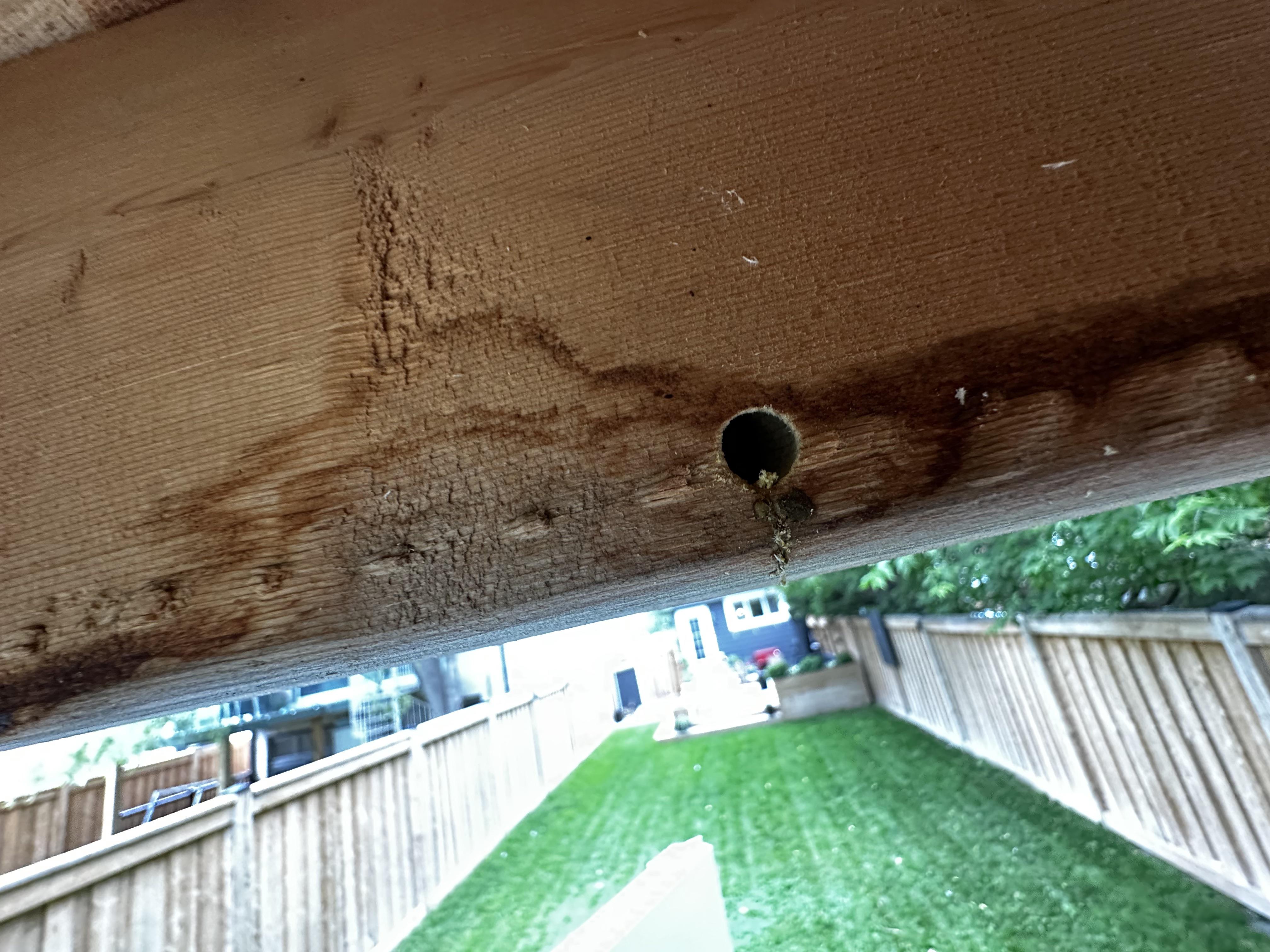 What’s “drilling” into my shed? | Scrolller