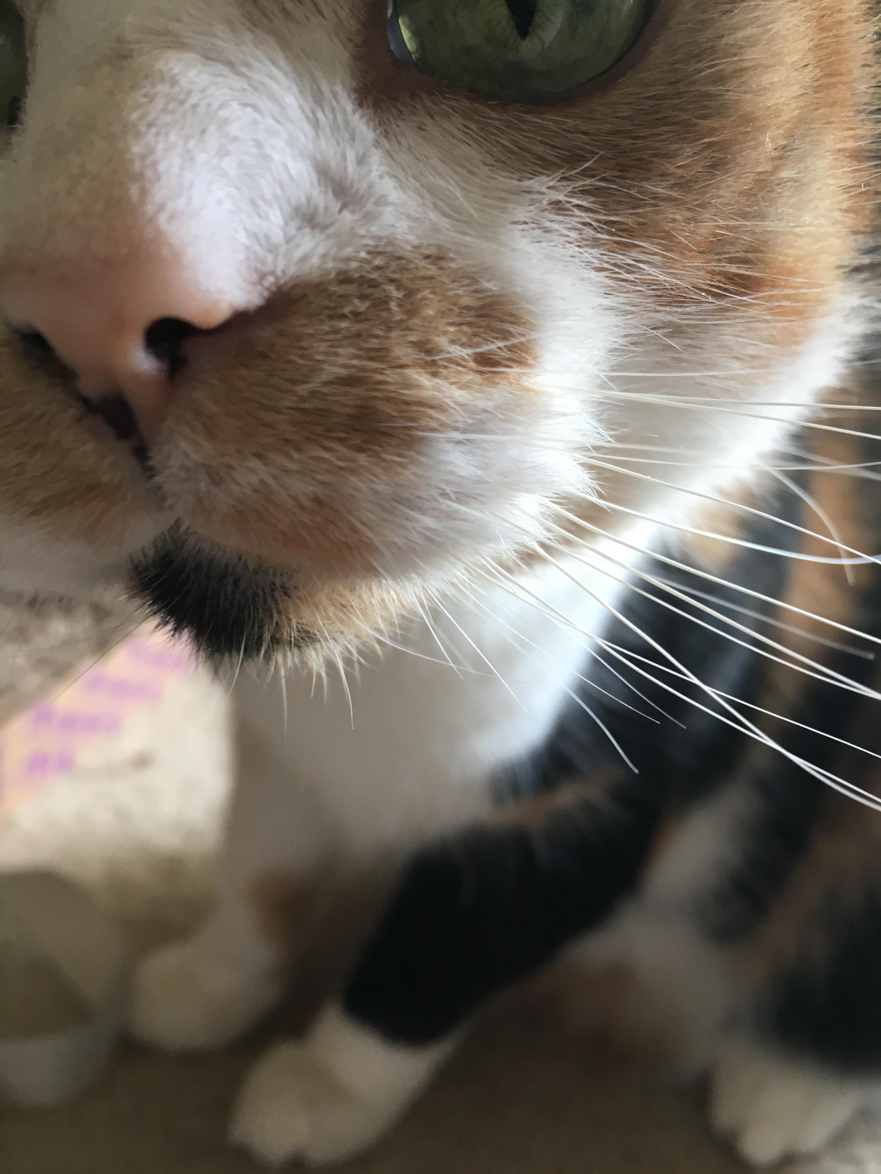 Here’s some kitties | Scrolller