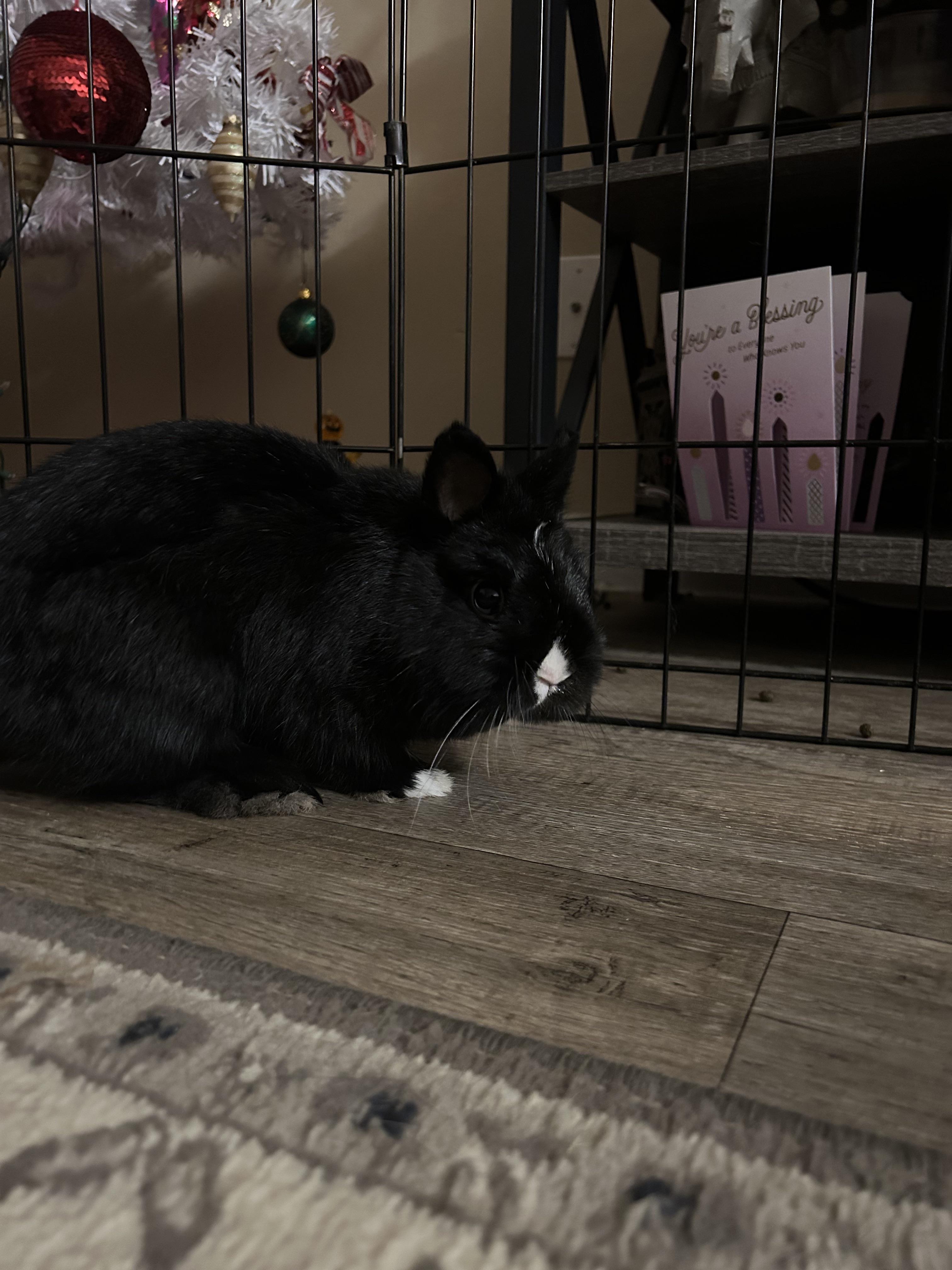 Bunny bonding | Scrolller