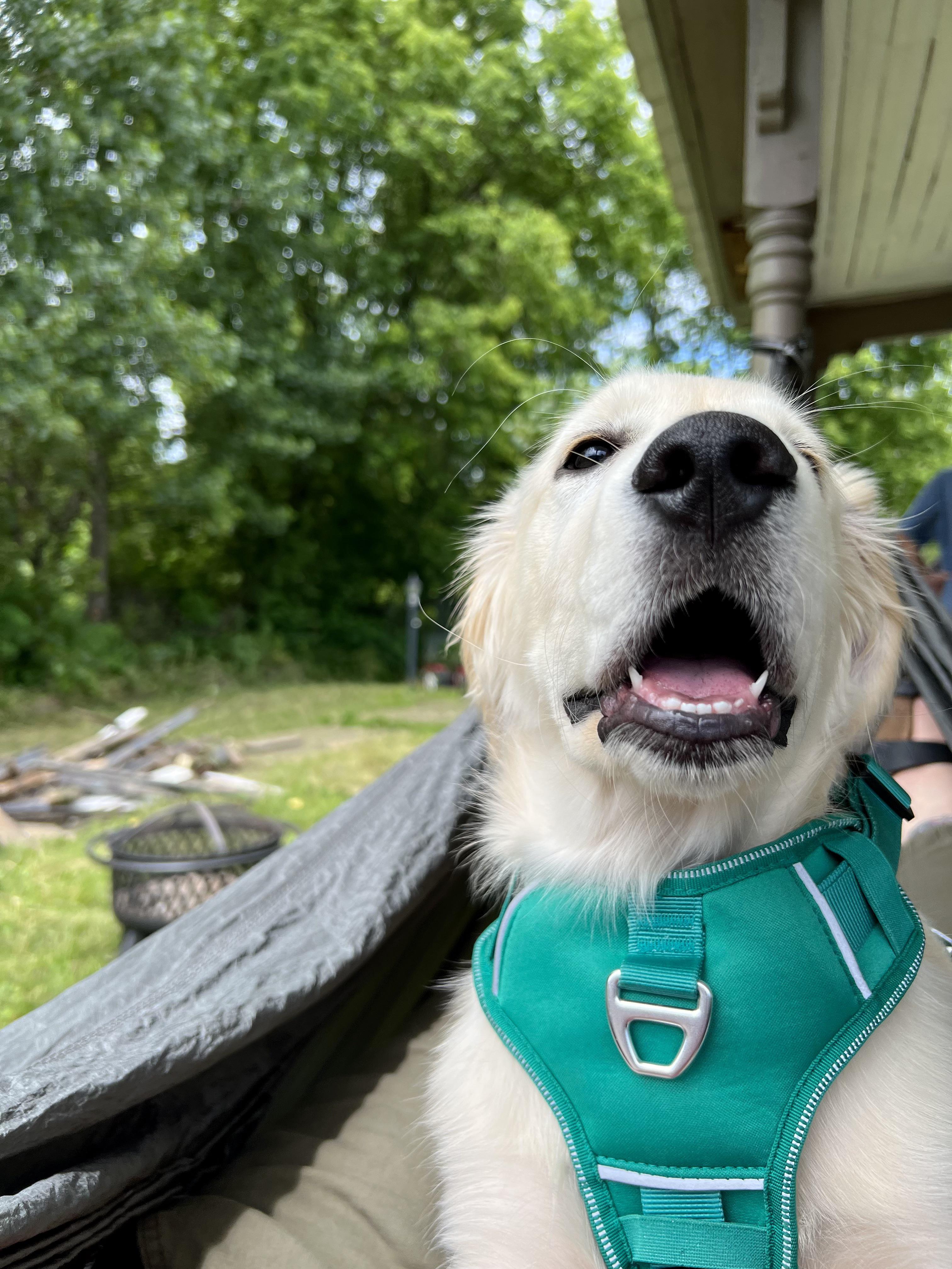 [OC] The many faces of Winston! | Scrolller