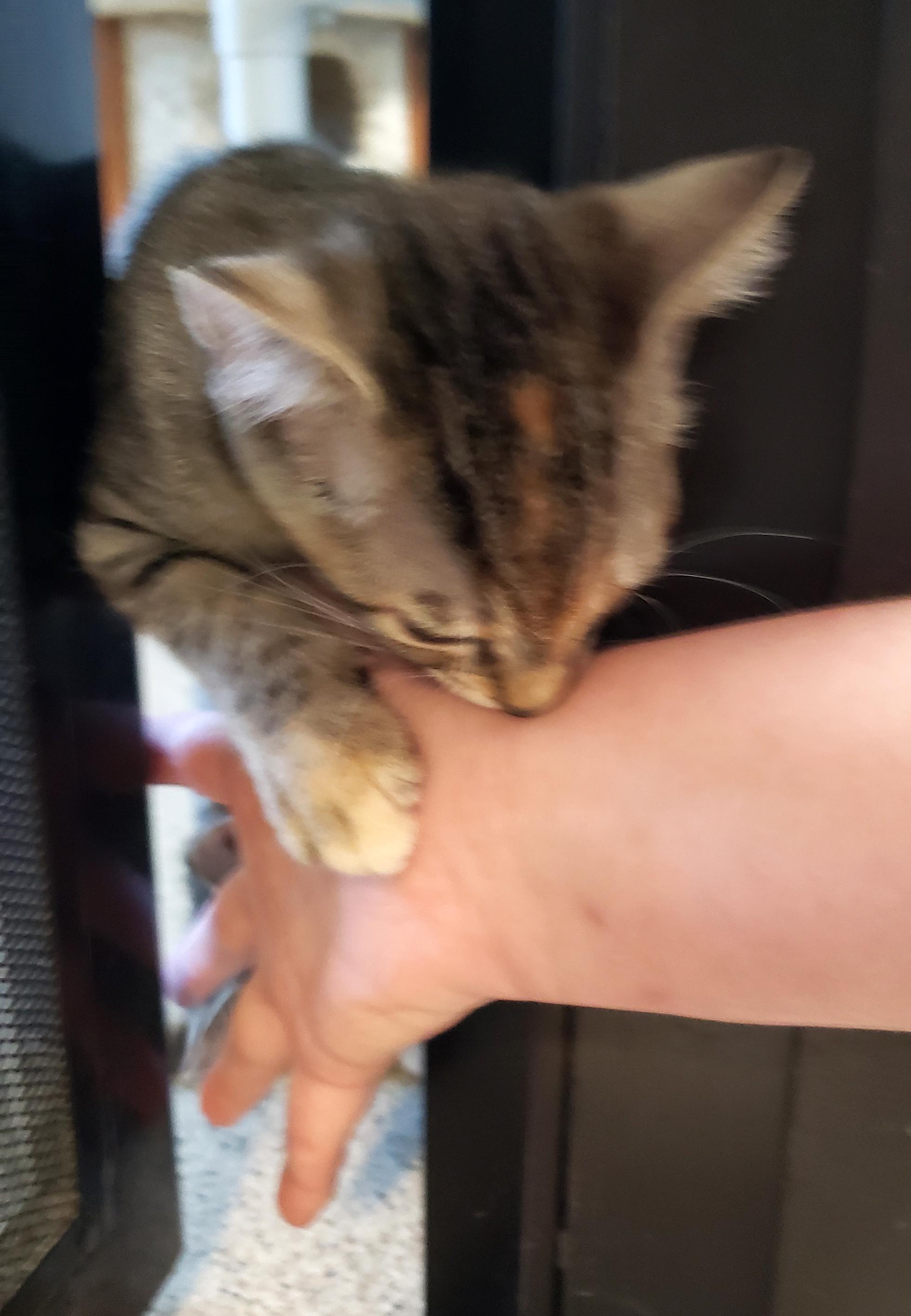 Blurry pictures of a cat | Scrolller