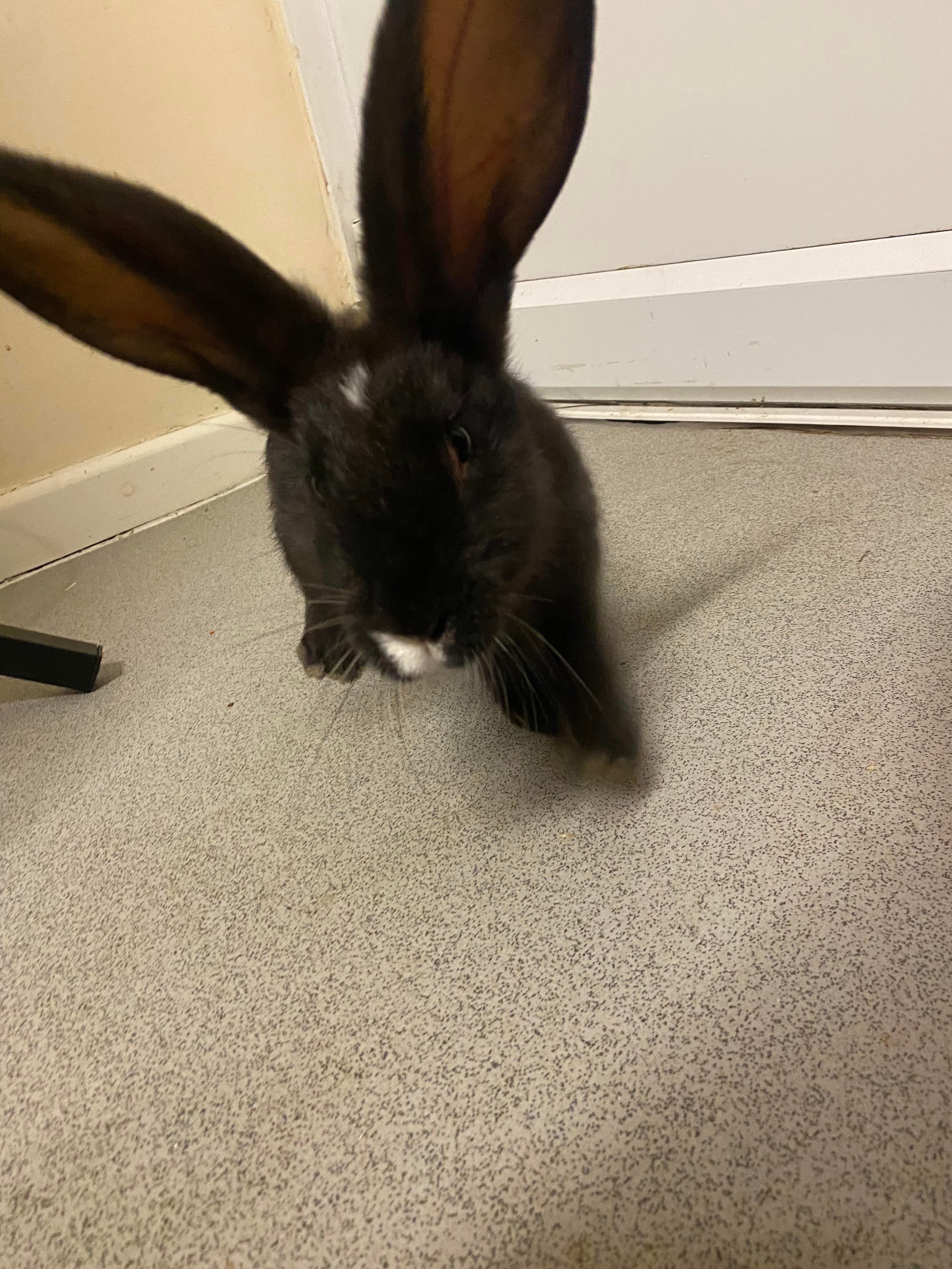 Mr's first gotcha day | Scrolller