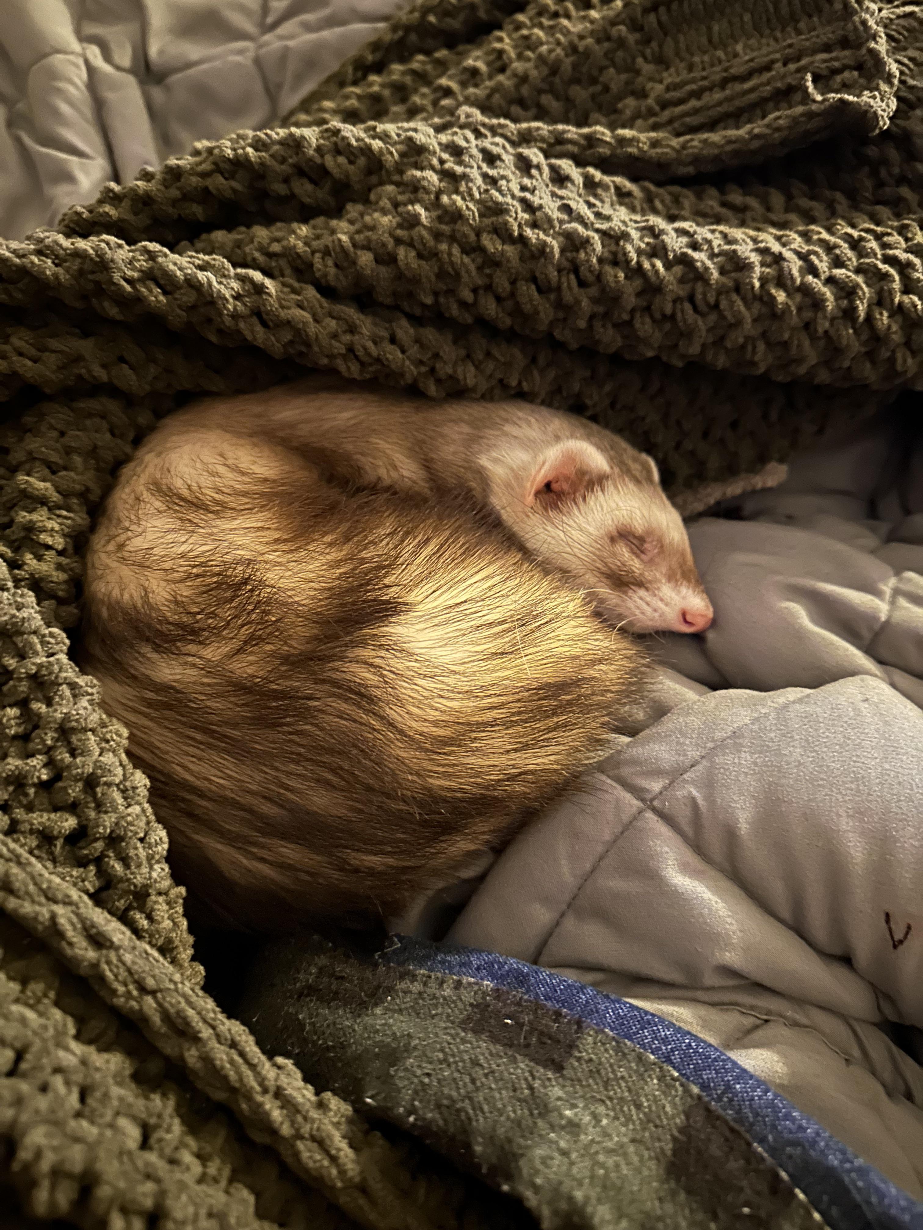 Freyja and Loki have been extra photogenic lately | Scrolller