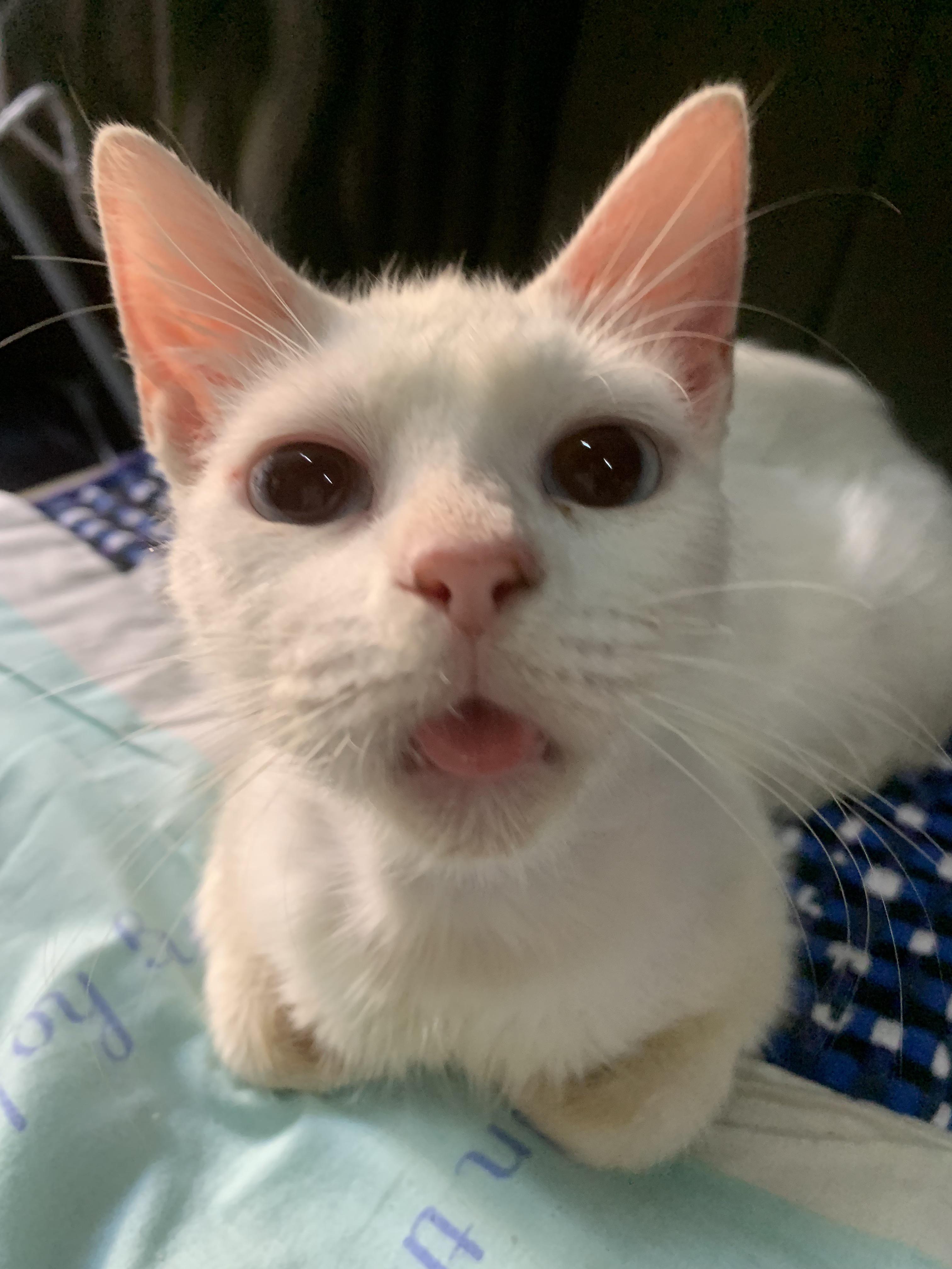 My cat likes to blep | Scrolller