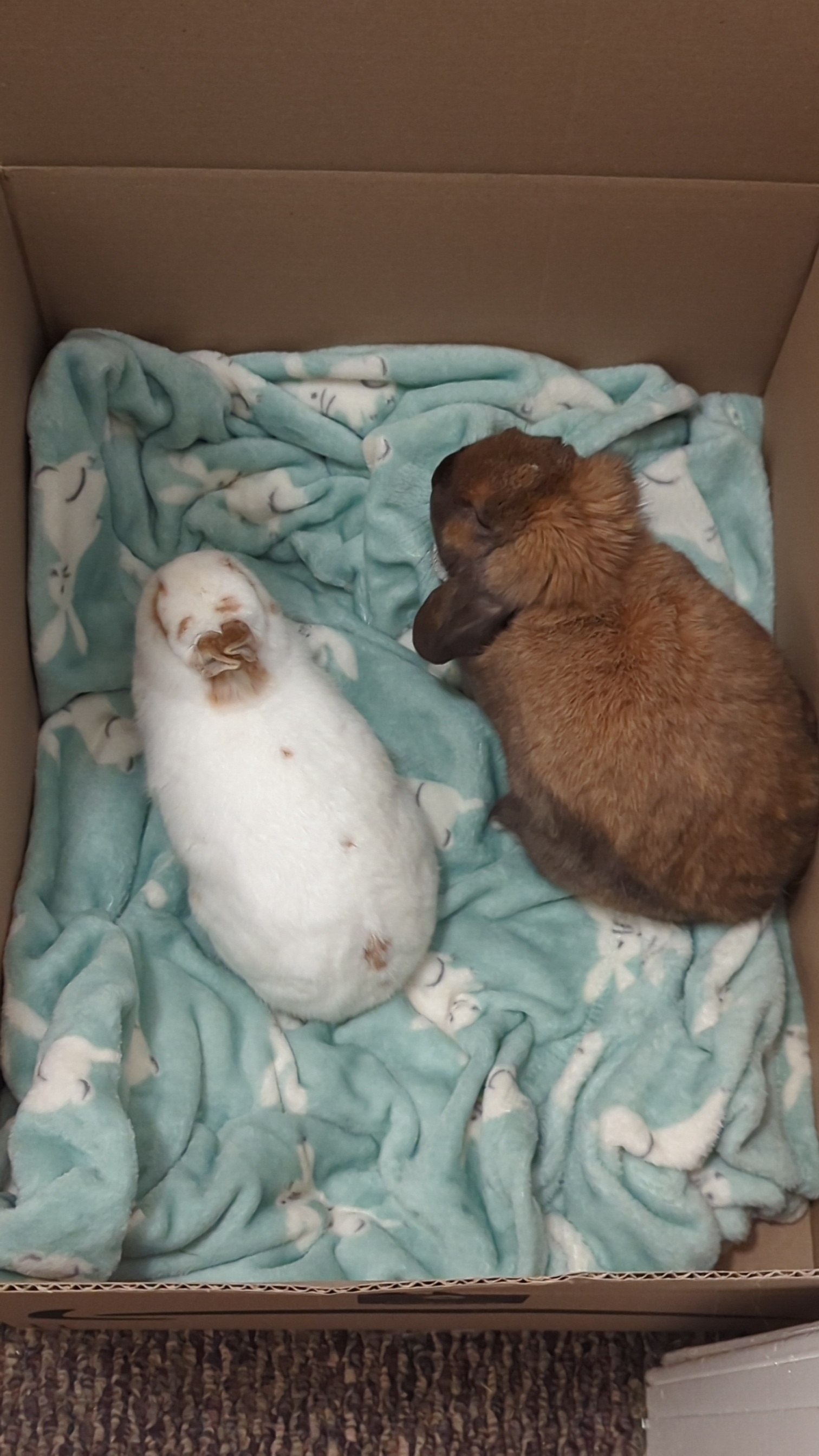 Advice for Bonding Rabbits? | Scrolller