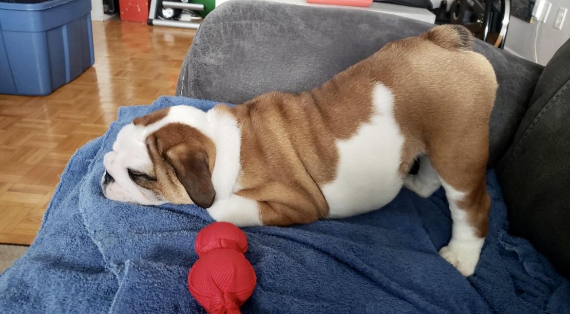 Our lil Dutchie | Scrolller