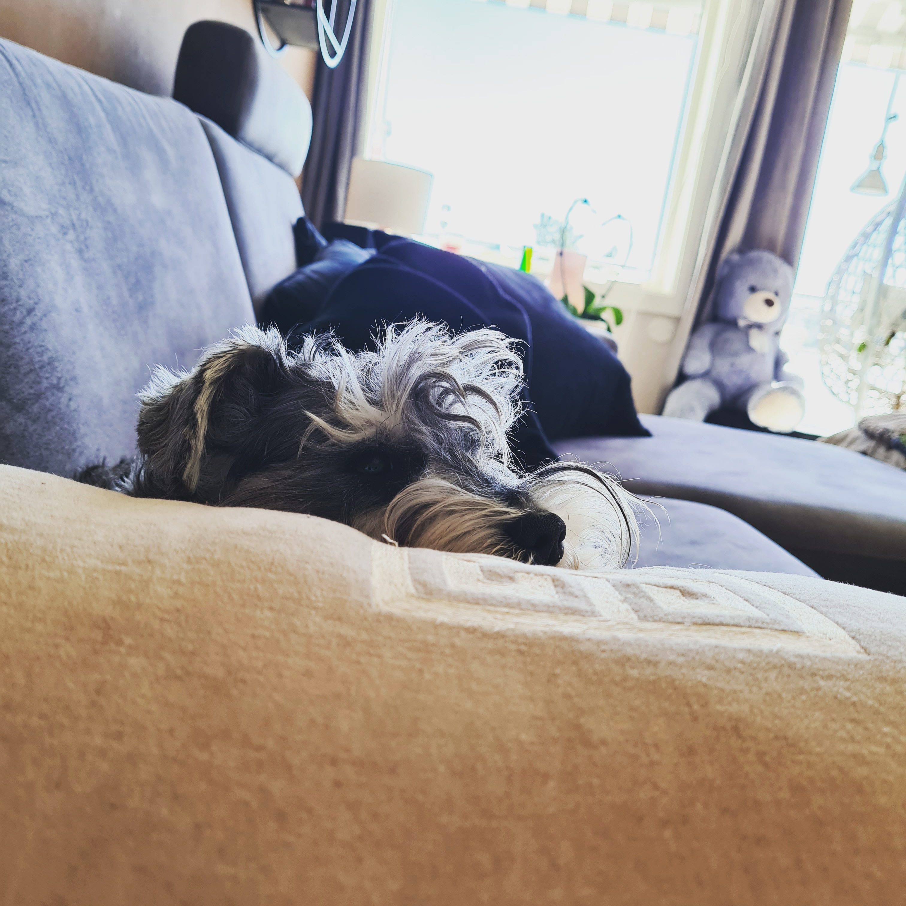 (OC) I present to you, my baby Leo | Scrolller